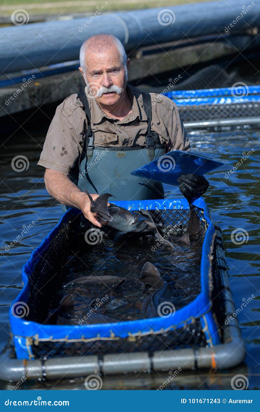 Fish Farmer In Water Stock Image | CartoonDealer.com #130818331