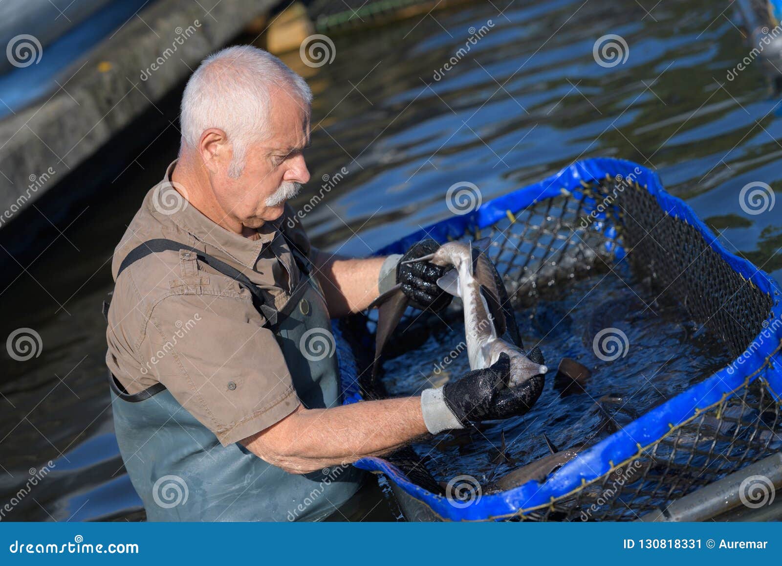 Fish Farmer In Water Stock Image | CartoonDealer.com #130818331