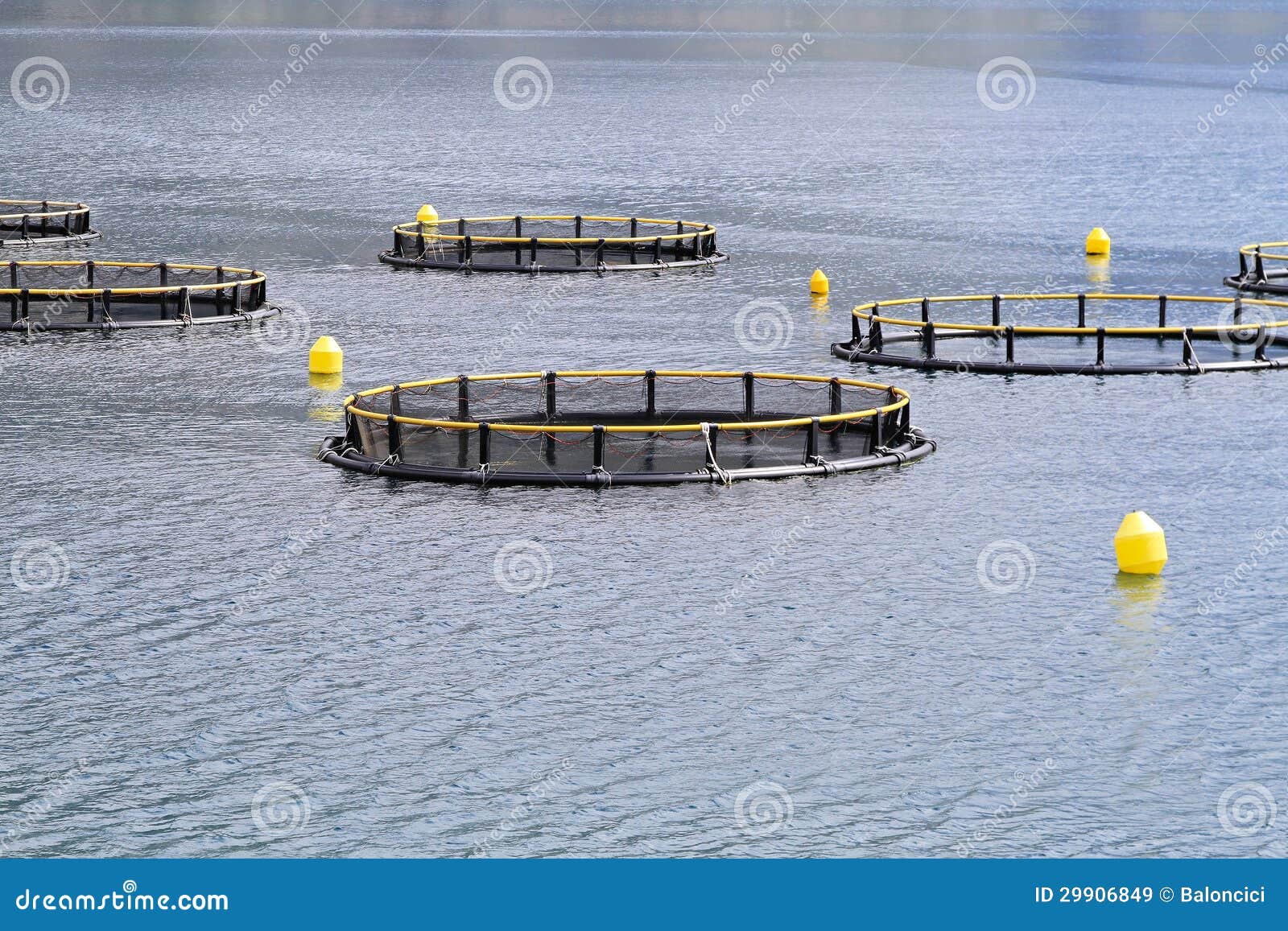 Fish farming nets stock image. Image of tanks, sustainable - 29906849