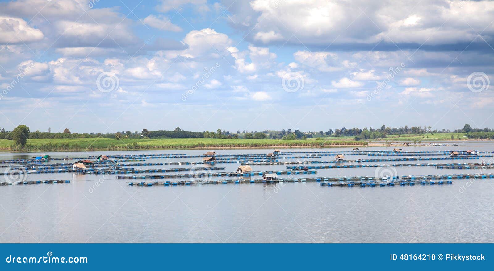 Fish farming at the dam stock photo. Image of bream, development - 48164210