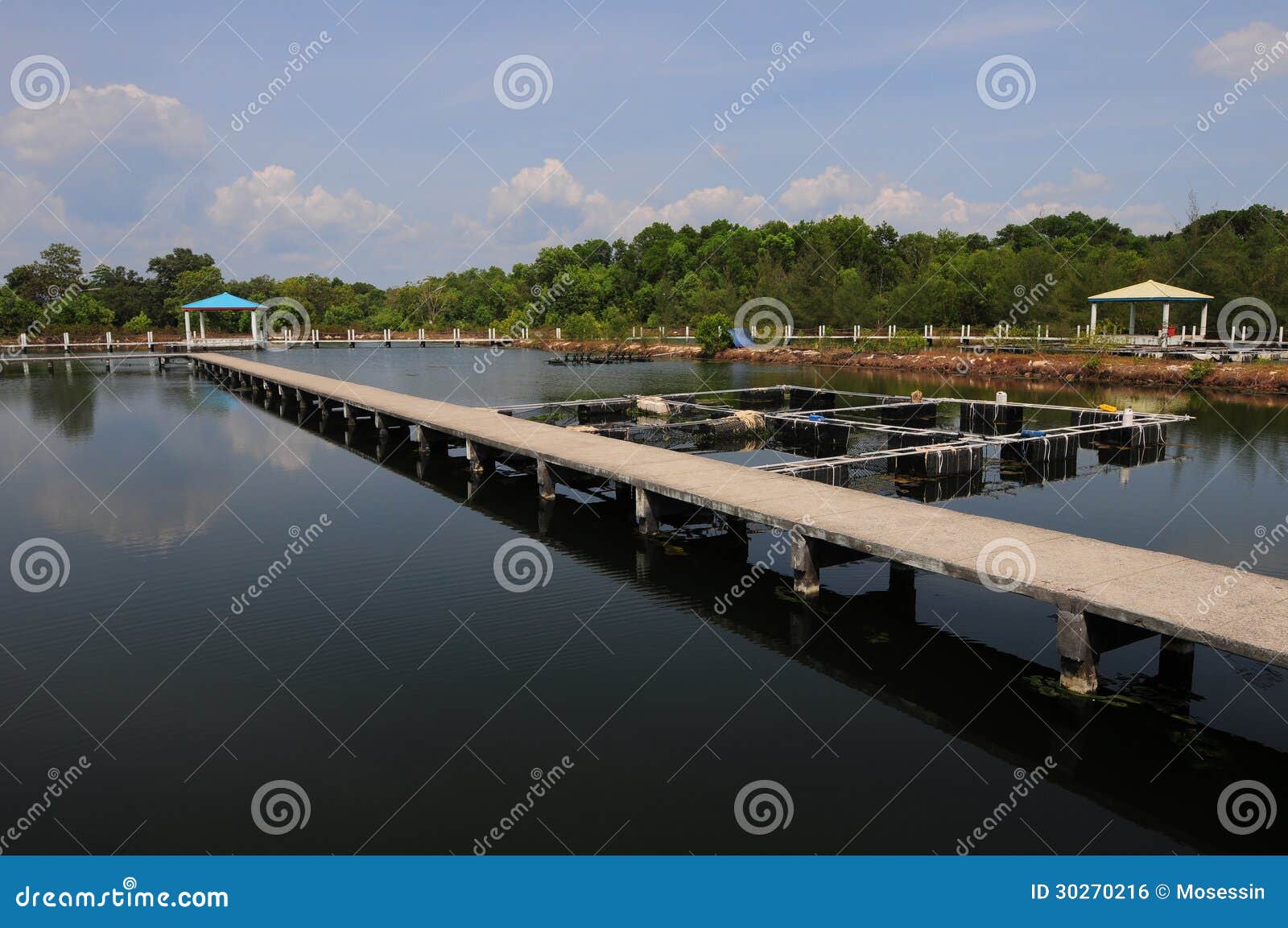 Fish farming stock photo. Image of fish, feed, river - 30270216