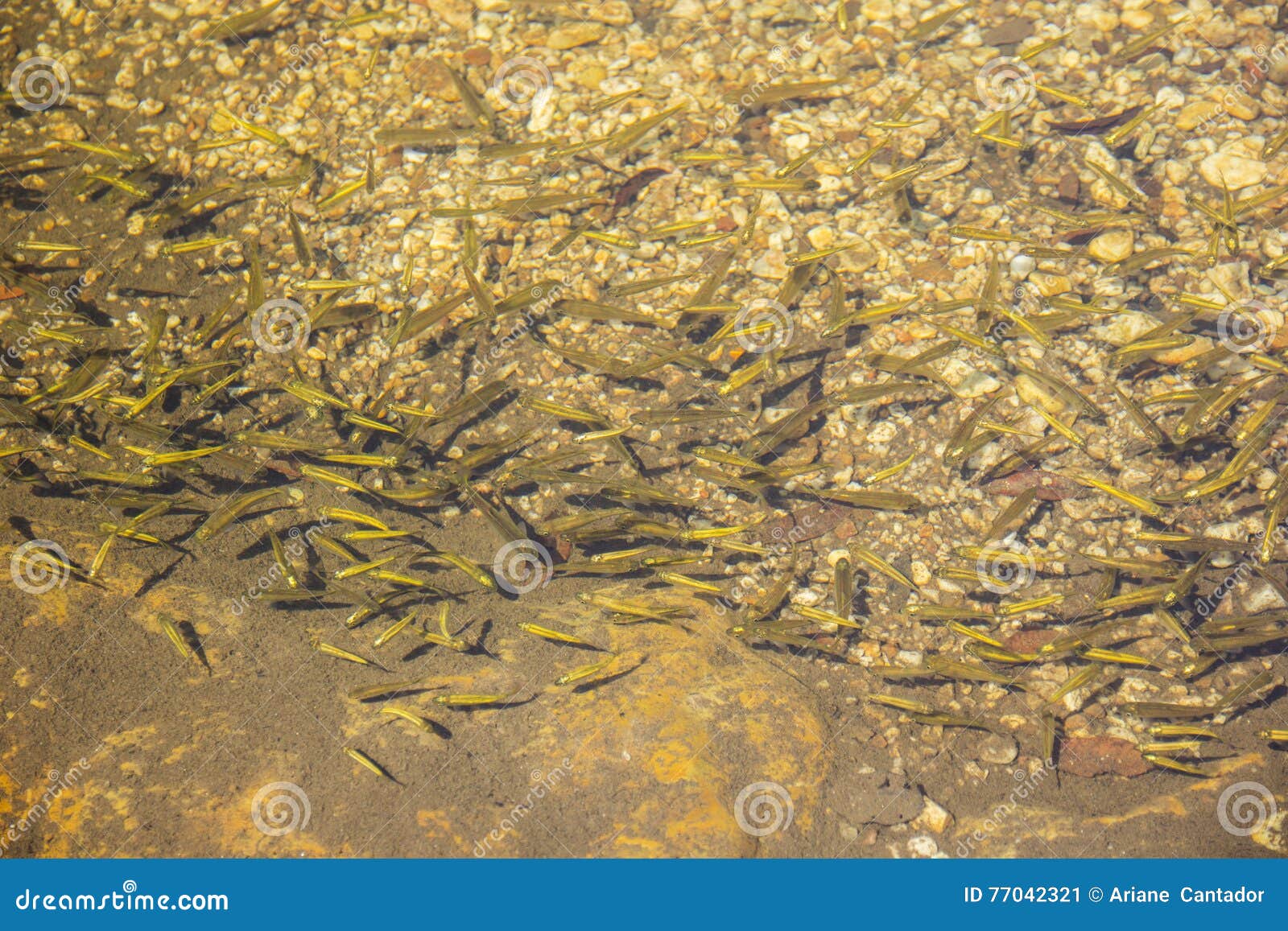 Fish Farming in River Waterfall Stock Image - Image of national, forest ...