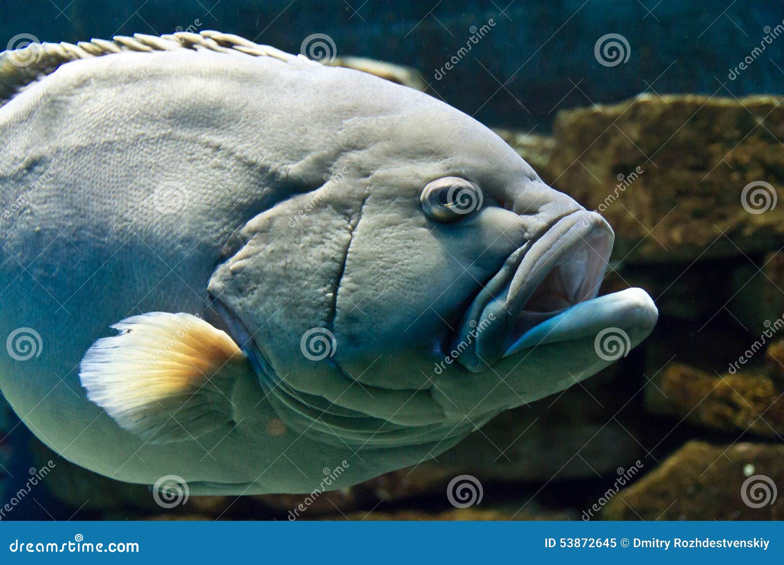 Fish stock image. Image of mouth, grey, looking, aquarium - 53872645