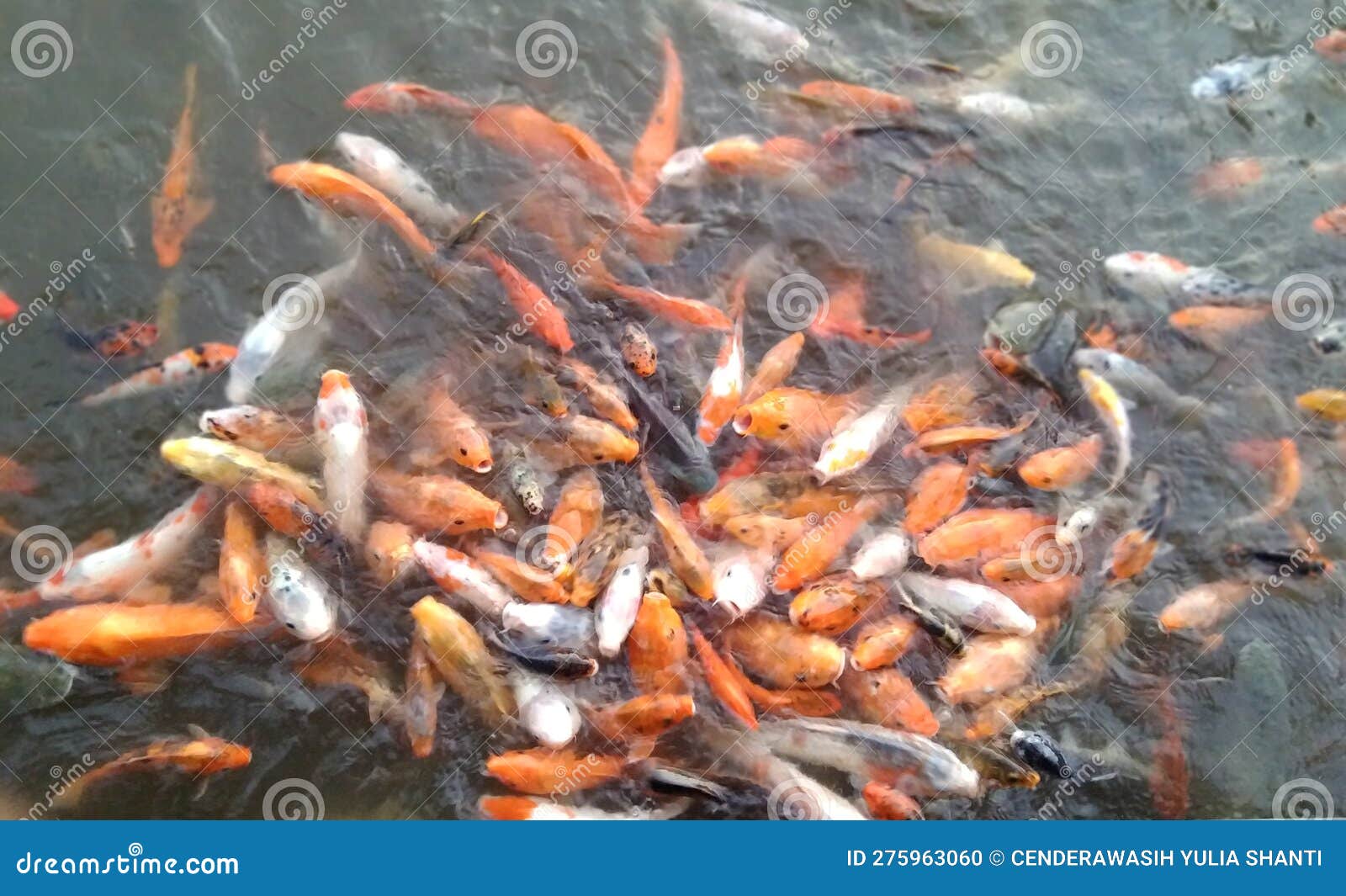 The Fish are Fed before Being Fished Stock Photo - Image of tilapia ...