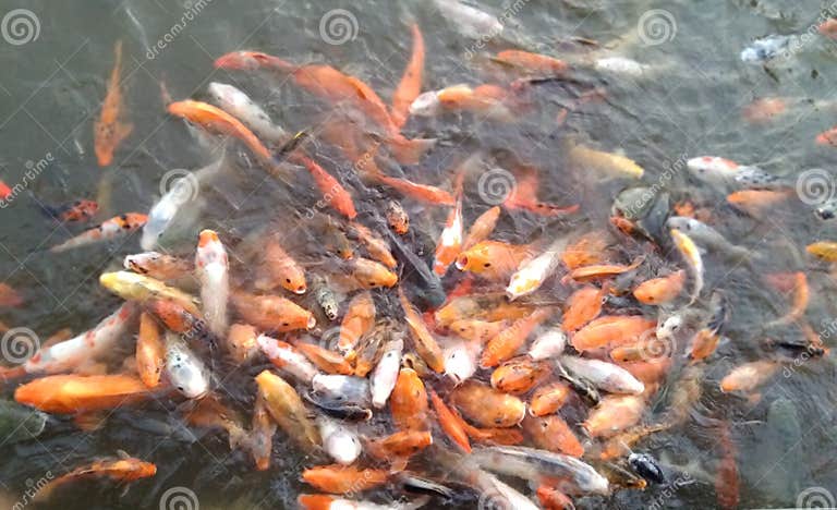 The Fish are Fed before Being Fished Stock Photo - Image of tilapia ...