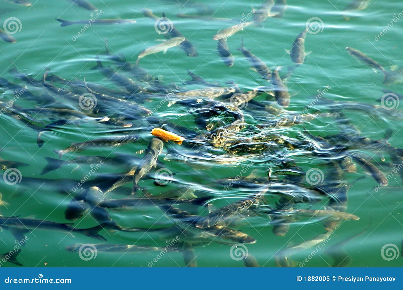 Fish Feeding stock image. Image of hungry, harbor, nature - 1882005