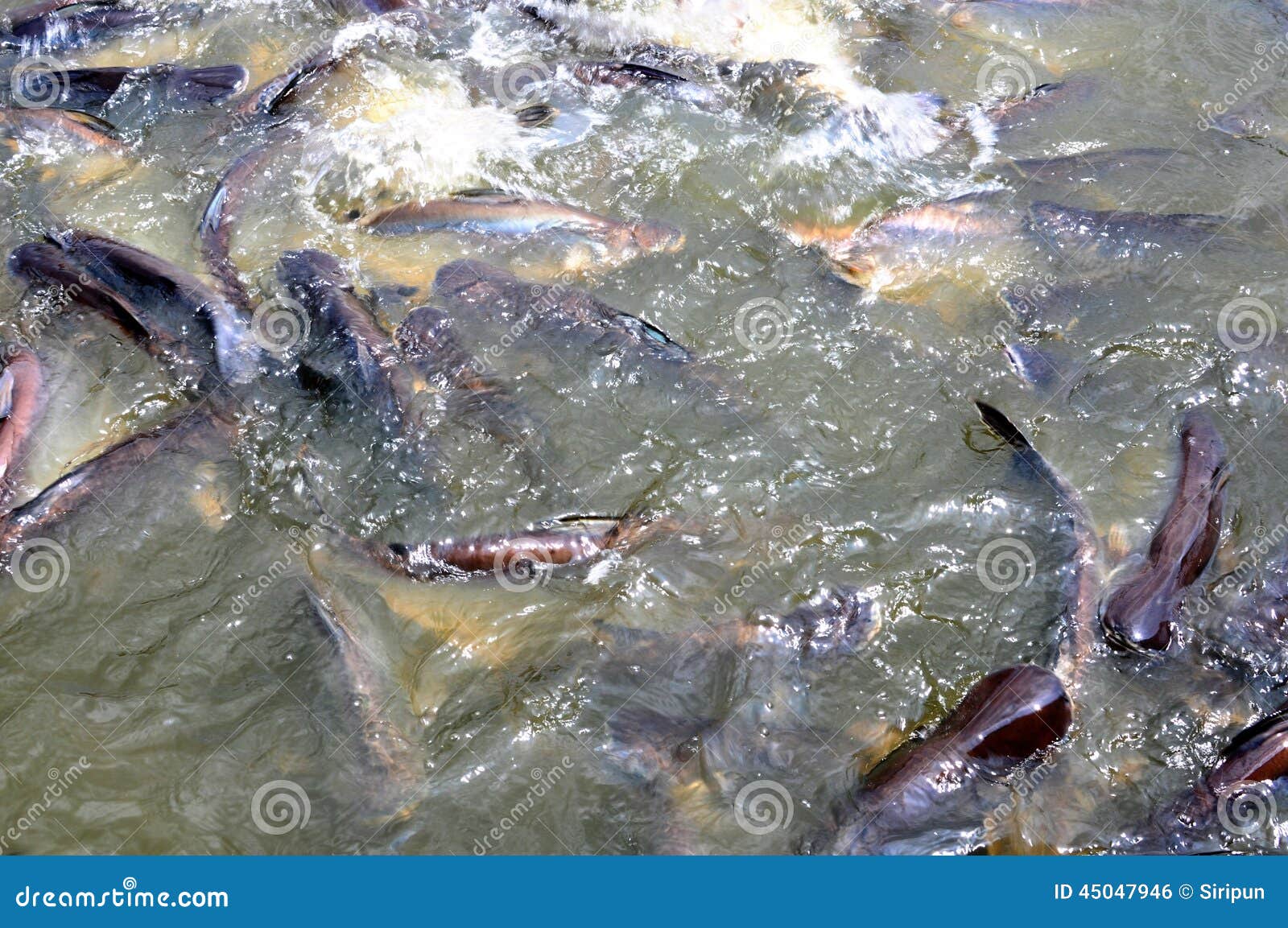 Fish feeding stock photo. Image of feed, nature, feeding - 45047946