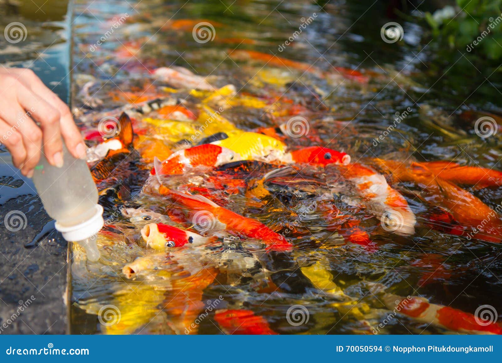 Fish Feeding from Bottle Feeding the Child Stock Photo - Image of lucky ...