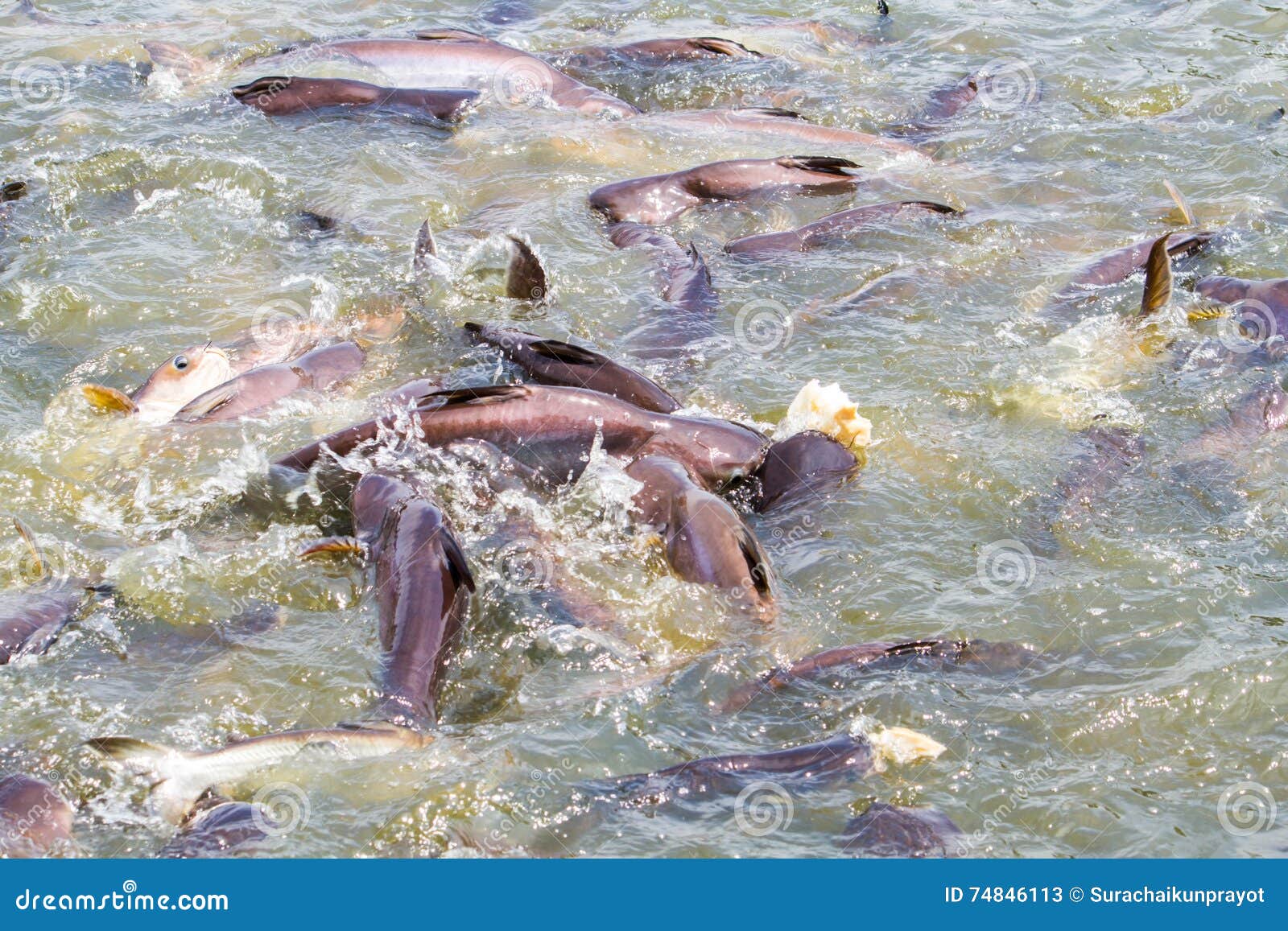 Fish feeding stock image. Image of water, feeding, feed - 74846113