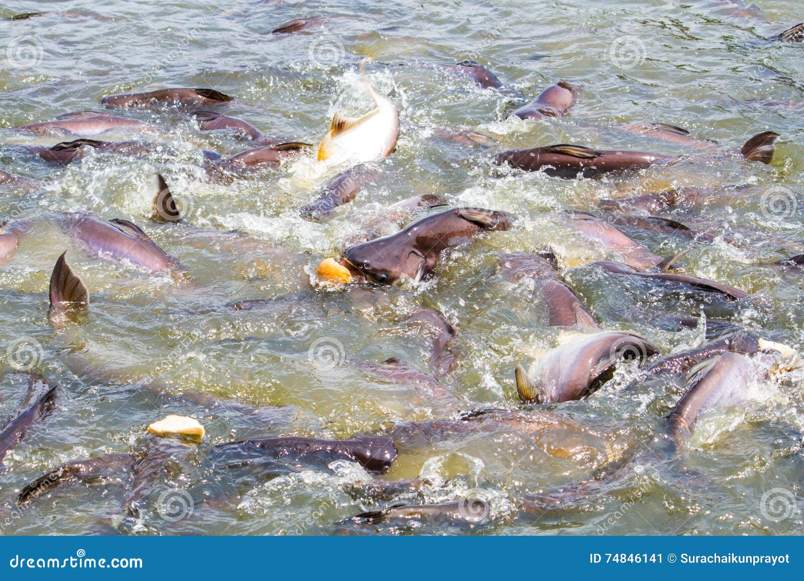 Fish feeding stock image. Image of group, fish, nature - 74846141
