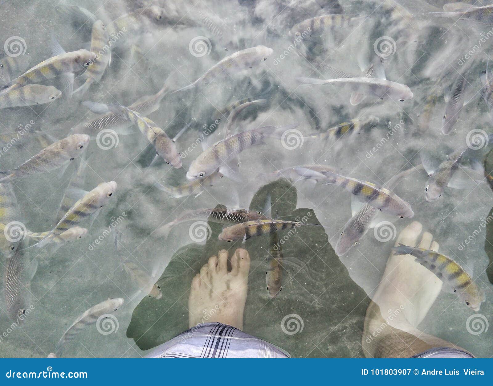 Fish and feet stock image. Image of fish, water, feet - 101803907