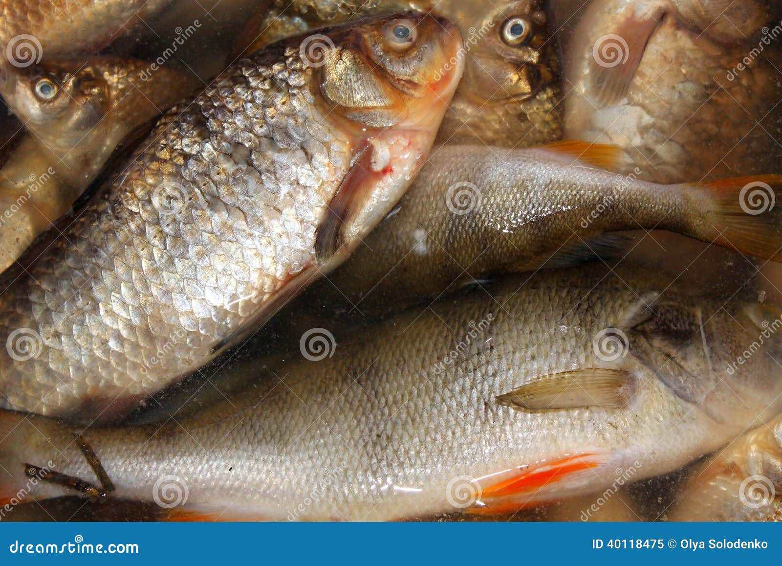 Fish stock image. Image of healthy, closeup, fished, carp - 40118475