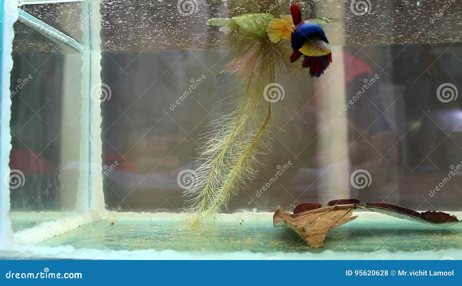 Fish Fighting is Embracing for Breeding and Egg Collection. Stock ...