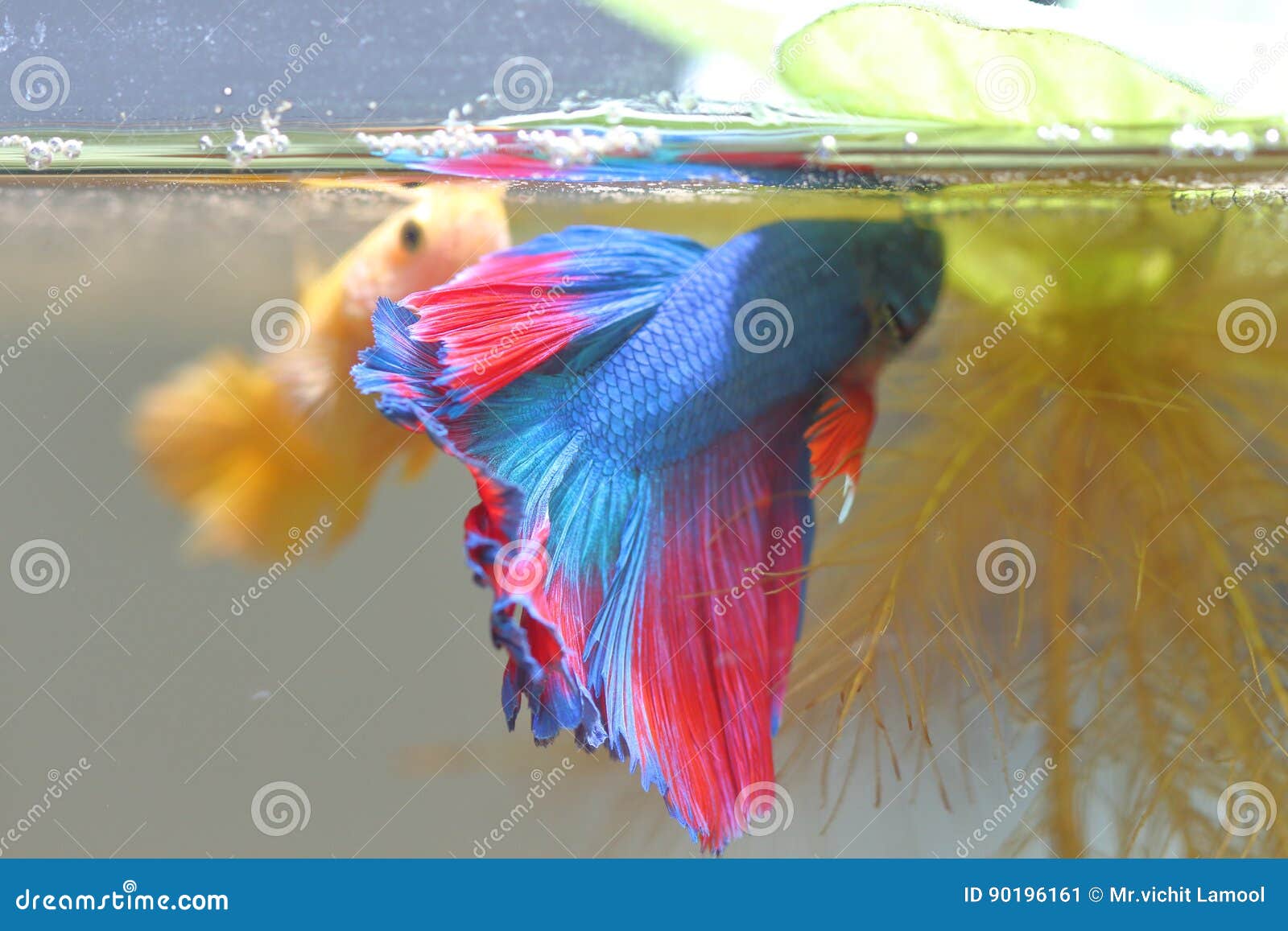 Fish Fighting is Embracing for Breeding. Stock Image - Image of elegant ...