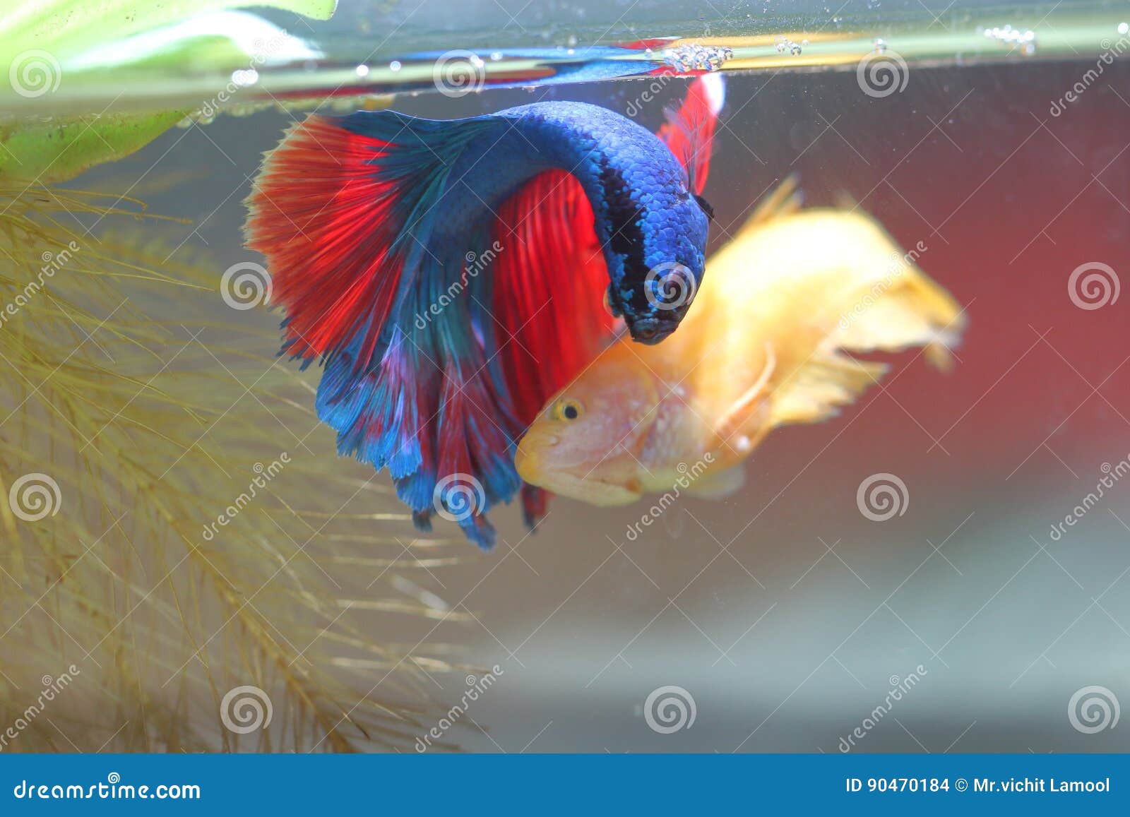 Fish Fighting is Embracing for Breeding. Stock Photo - Image of white ...