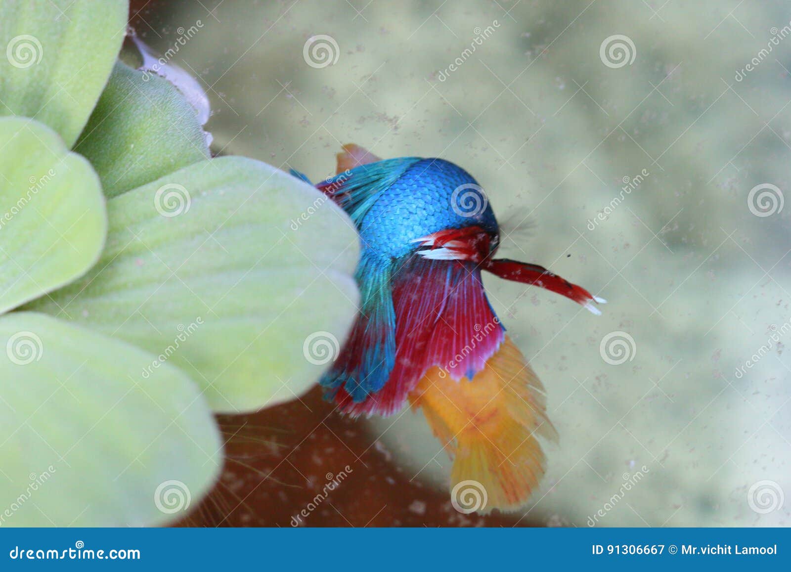 Fish Fighting is Embracing for Breeding. Stock Image - Image of nature ...