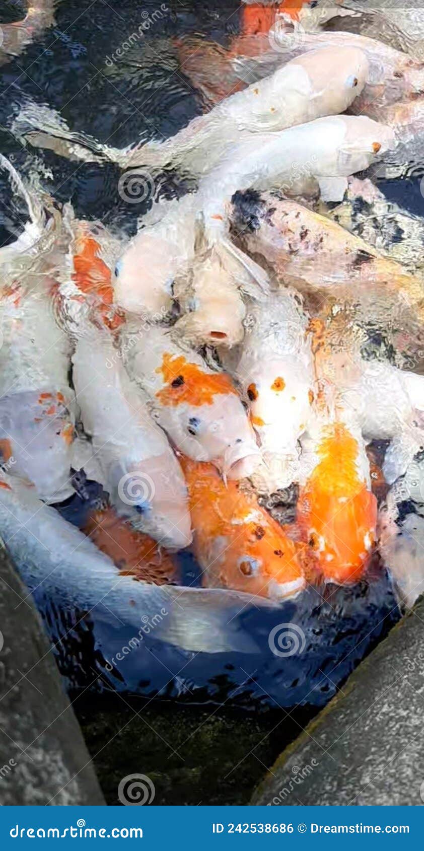 Fish Fighting for Food Cute Pets Stock Photo - Image of fighting, food ...