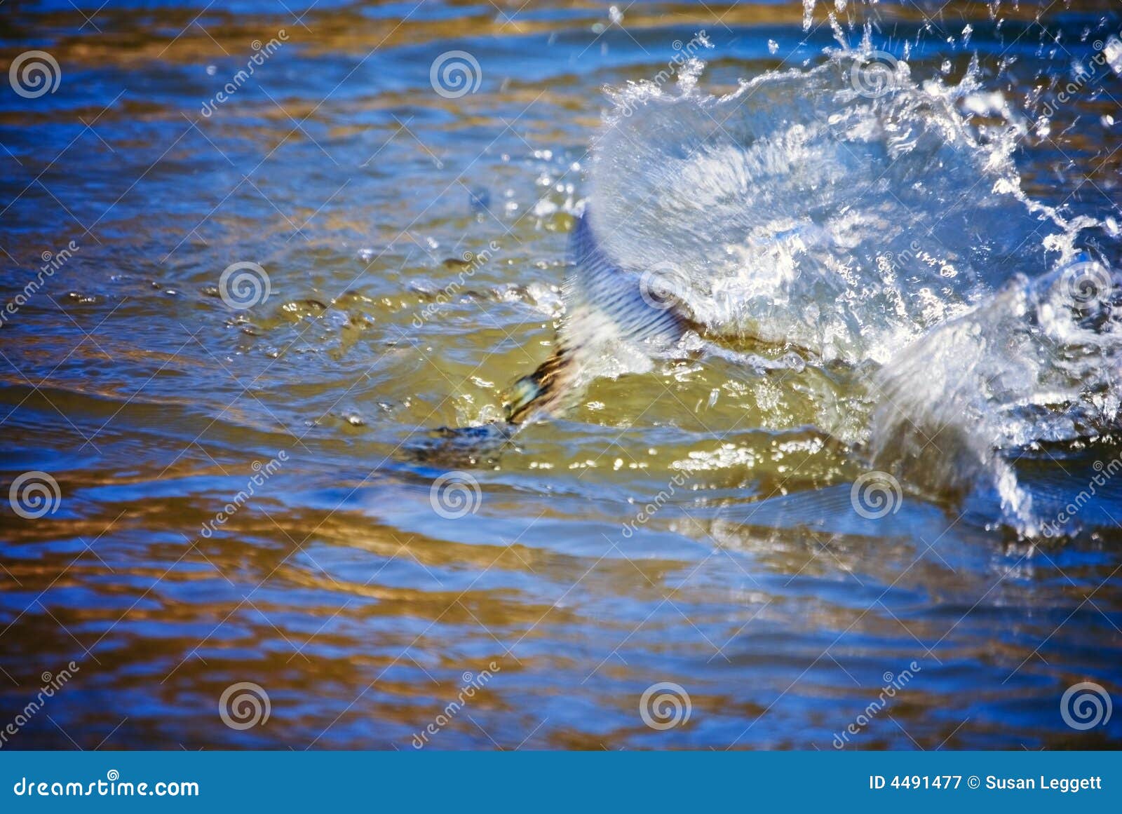 Trout Dives Stock Photos - Free & Royalty-Free Stock Photos from Dreamstime