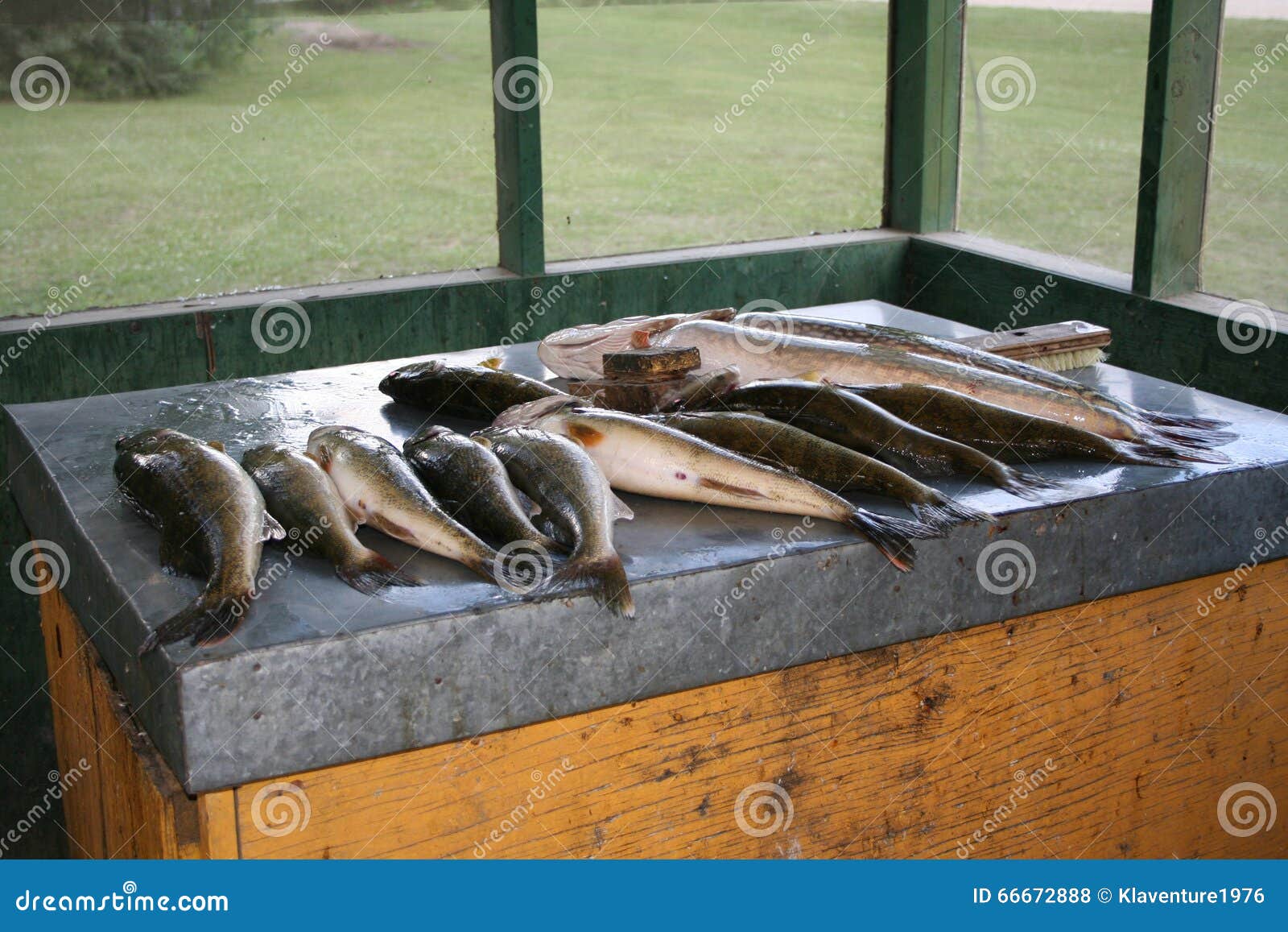 Fish on filleting table stock photo. Image of nature - 66672888