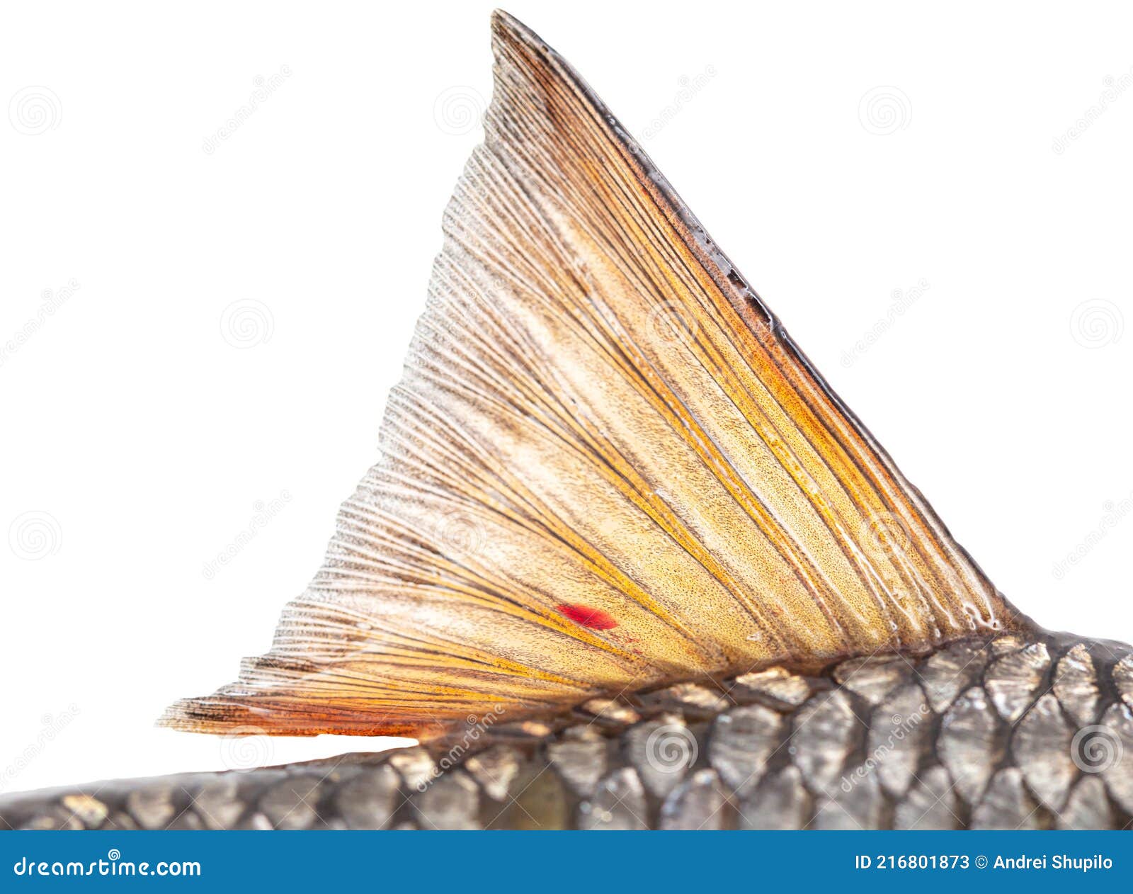 Fish Fin Isolated on White Background. Stock Image - Image of food ...