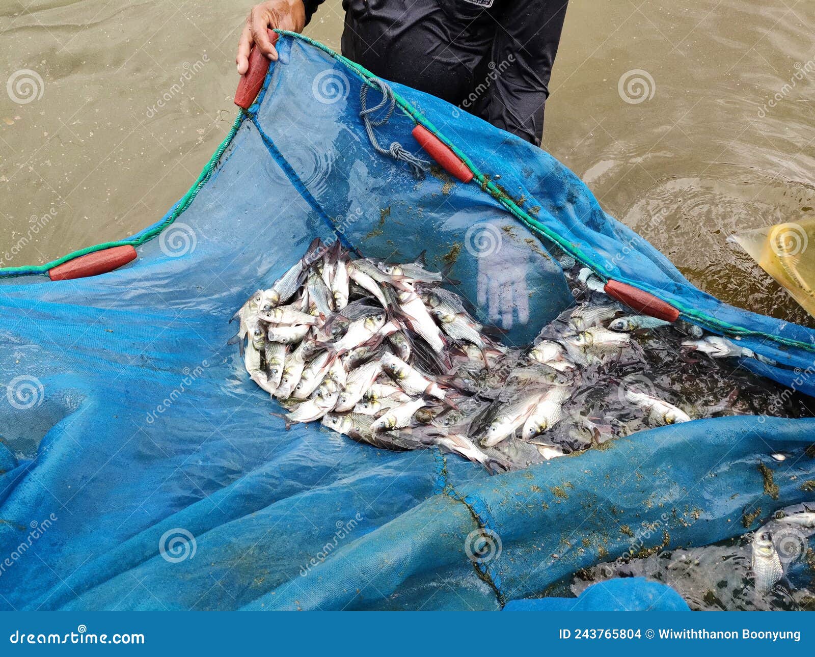 Fish Fingerling Collection by Blue Net Stock Photo - Image of ...