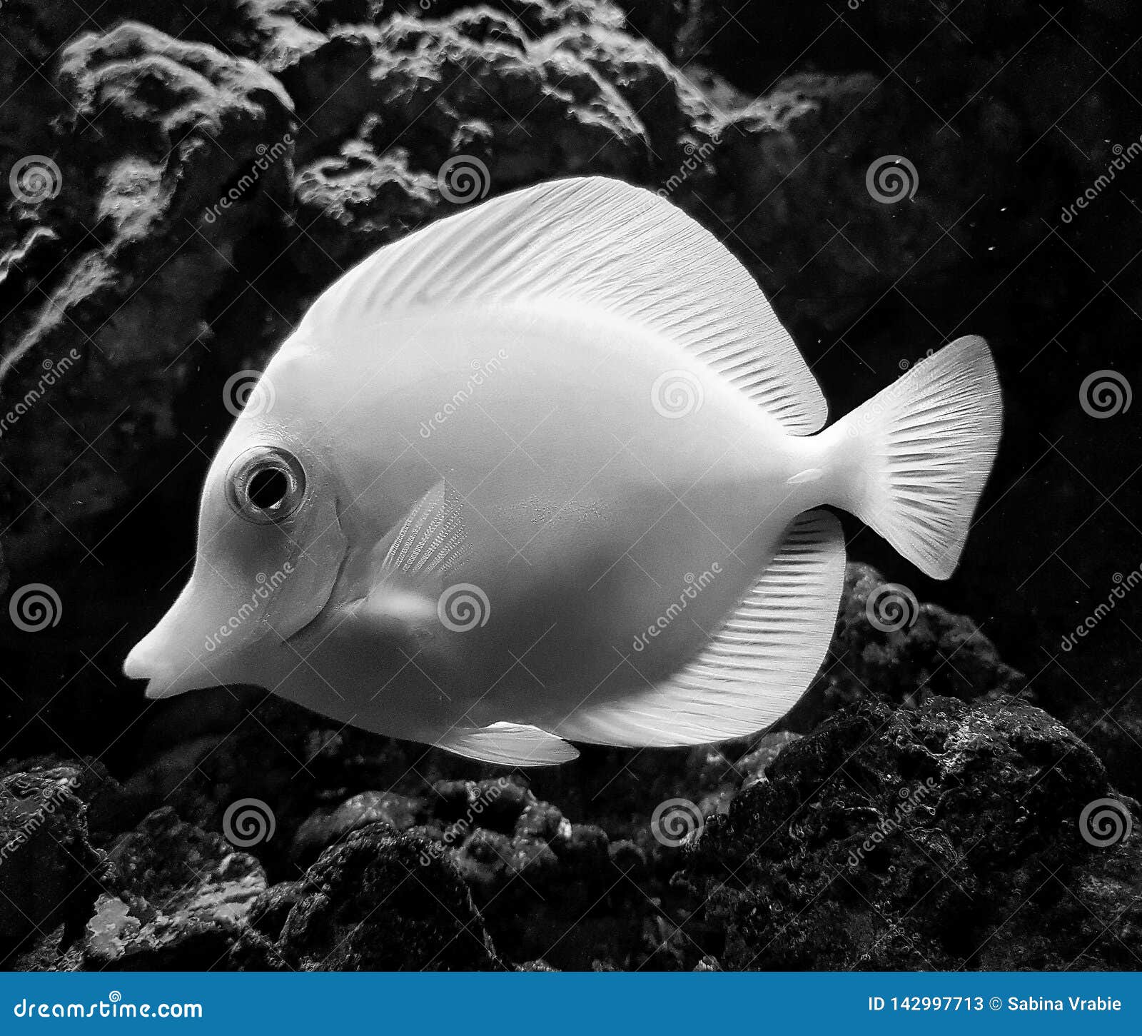 Fish stock image. Image of stone, fish, white, black - 142997713