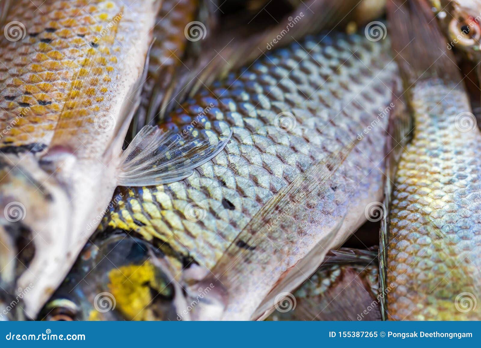 Fish stock image. Image of dying, natural, beautiful - 155387265