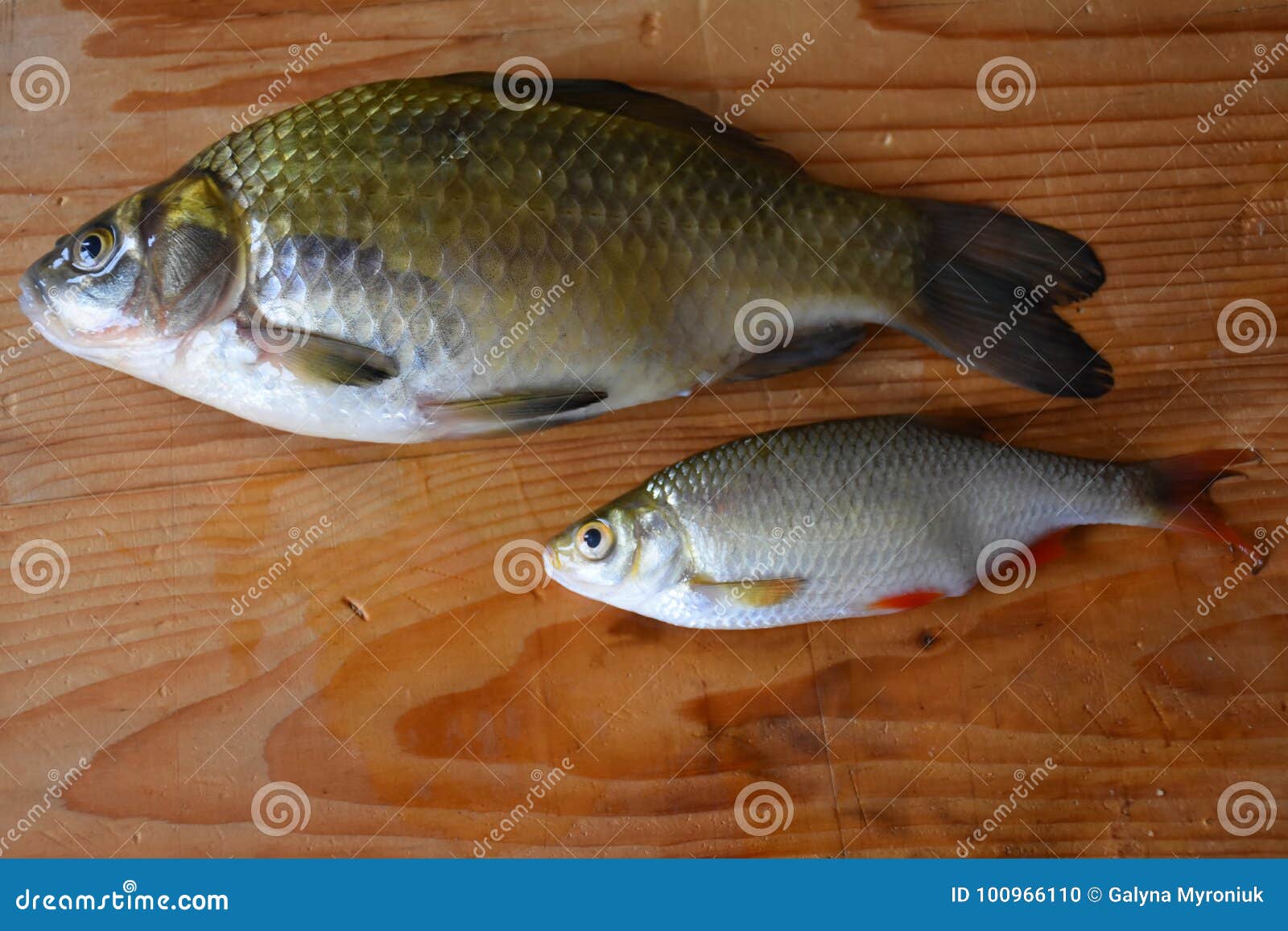 Fish stock photo. Image of zoology, fish, scales, animal - 100966110