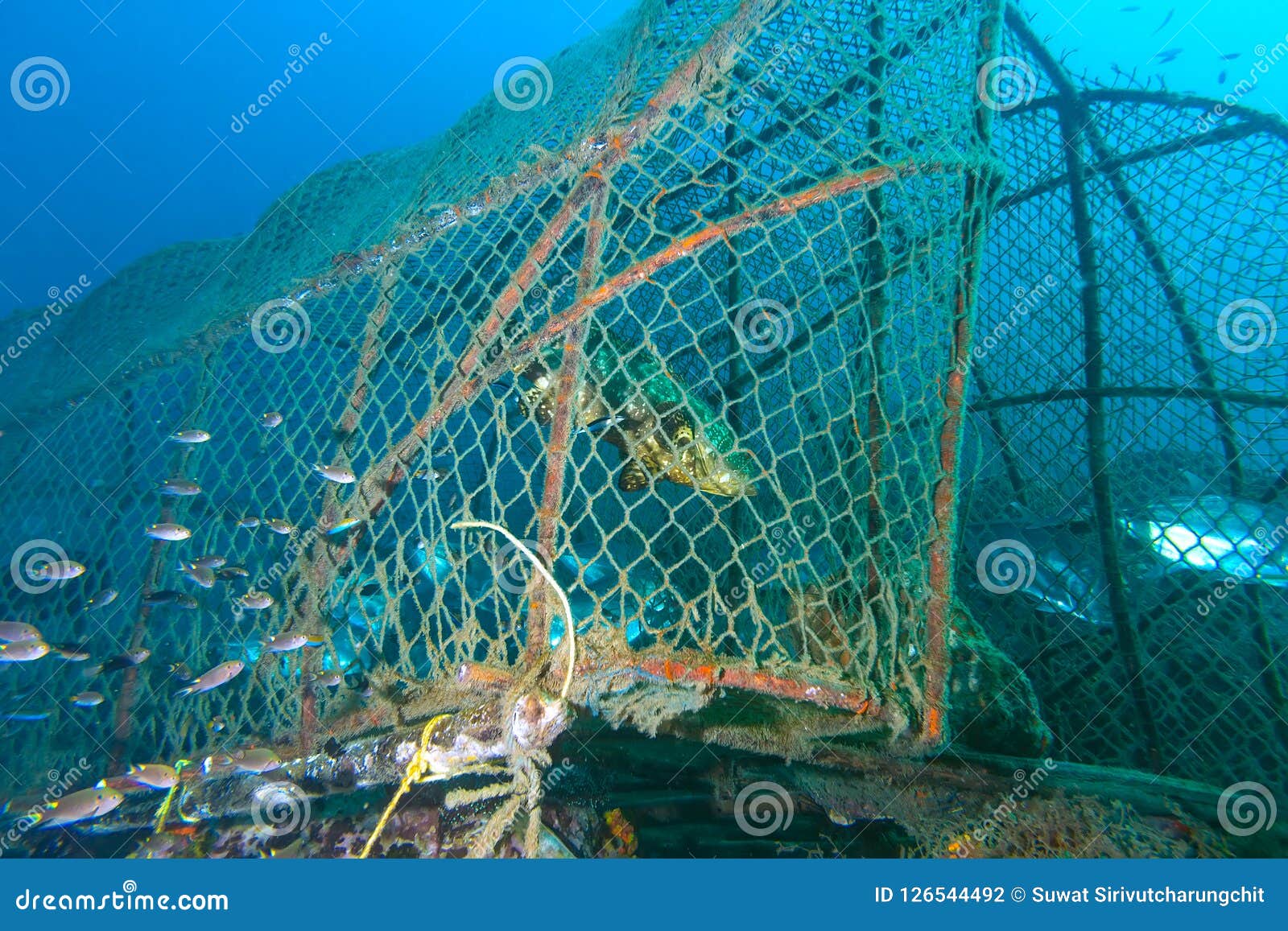 The fish in the fish trap stock photo. Image of reef - 126544492