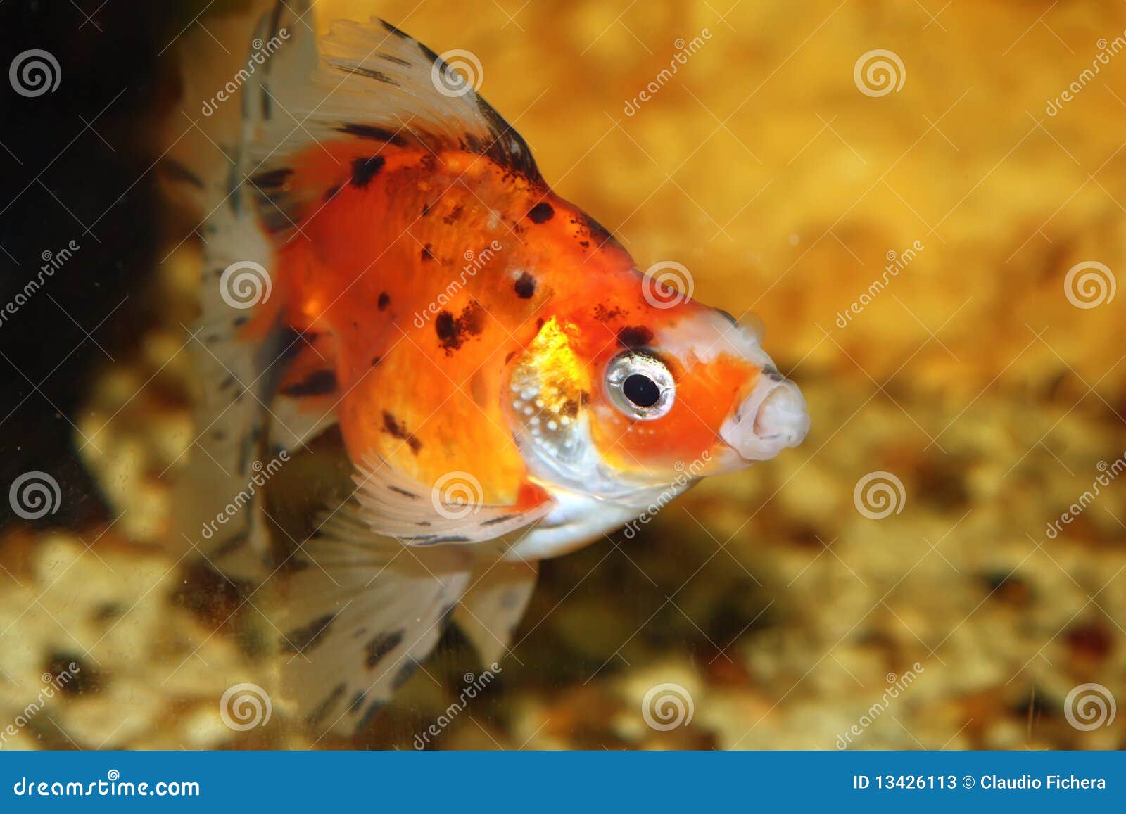 Fish in the fishbowl 3 stock image. Image of close, fish - 13426113