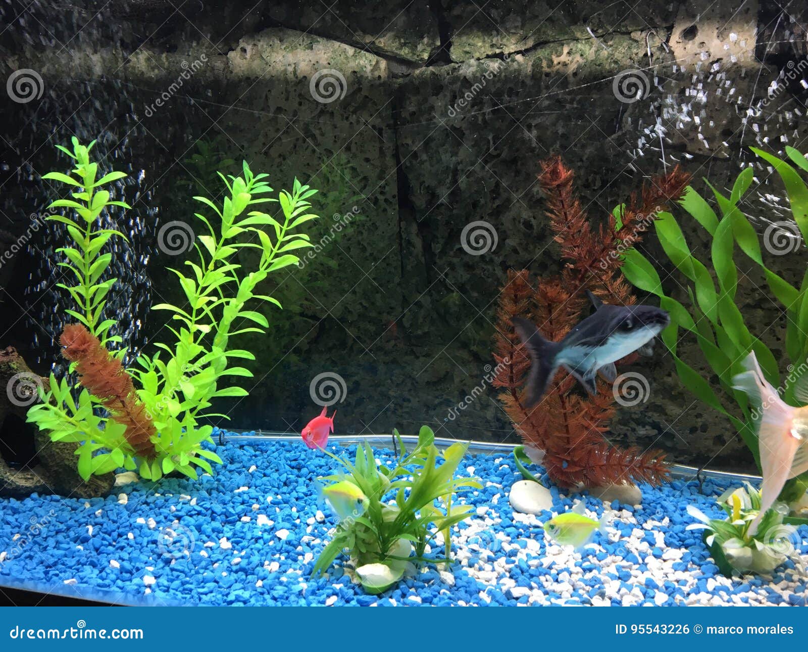 Fish stock photo. Image of nature, calm, relax, fish - 95543226