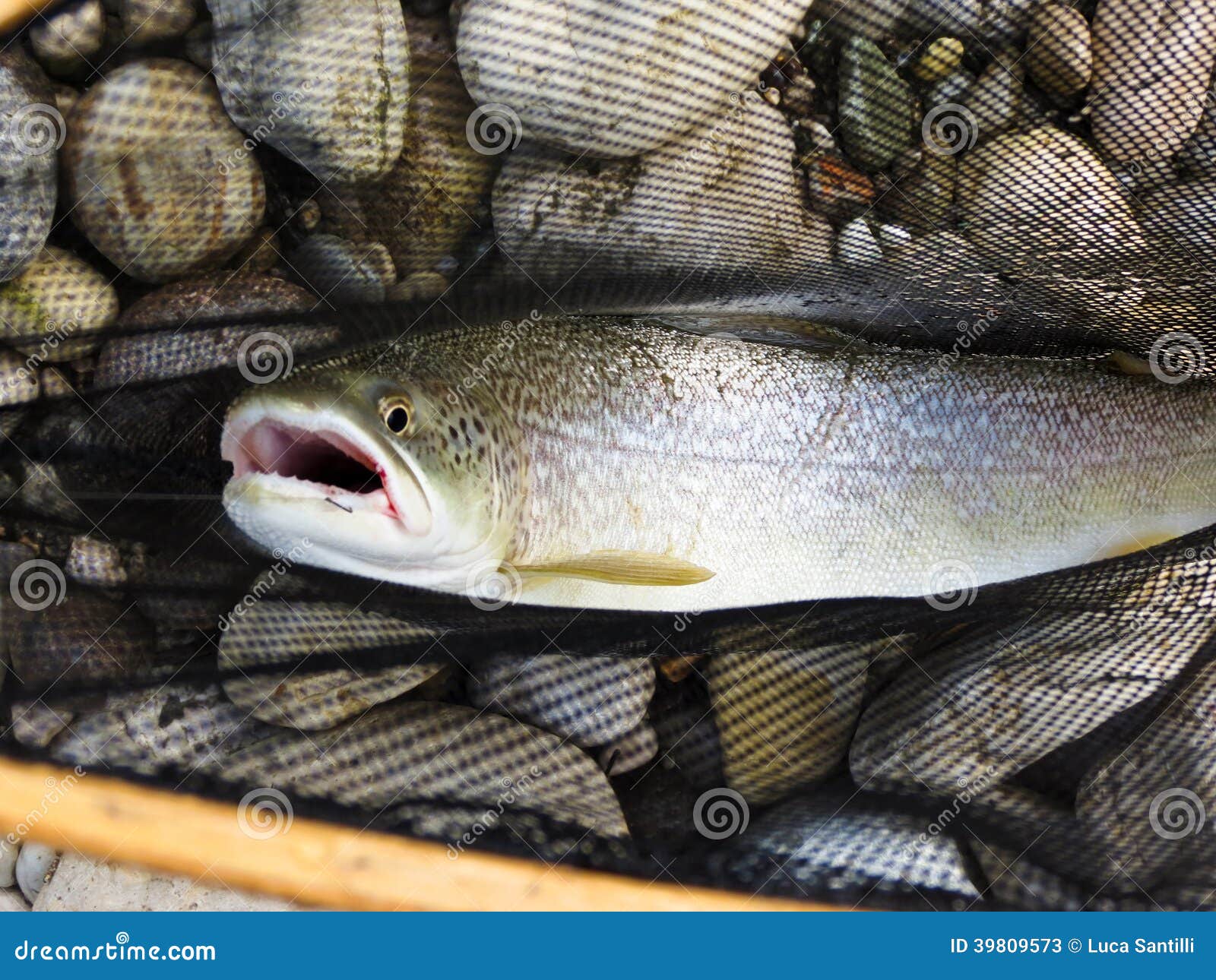 Fish in fisherman s net stock image. Image of rainbow - 39809573