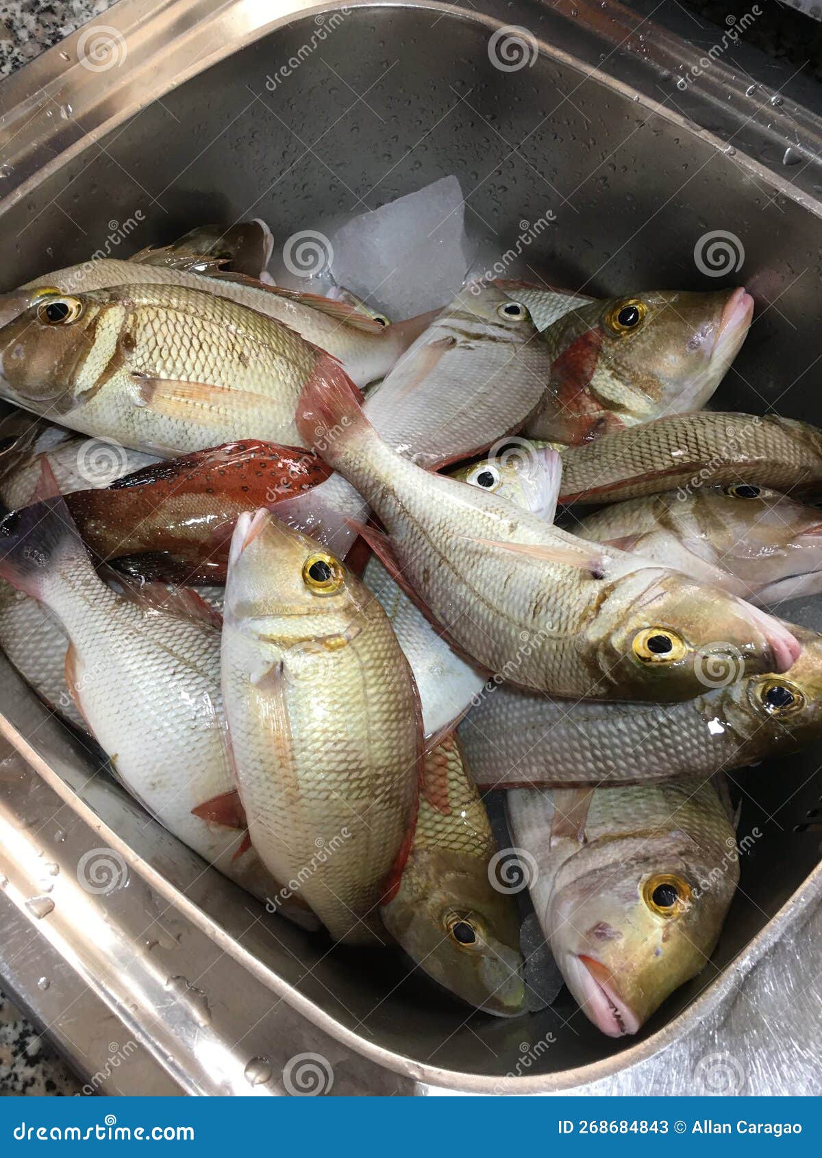 Fish stock image. Image of deepsea, fishing, fish, catch - 268684843
