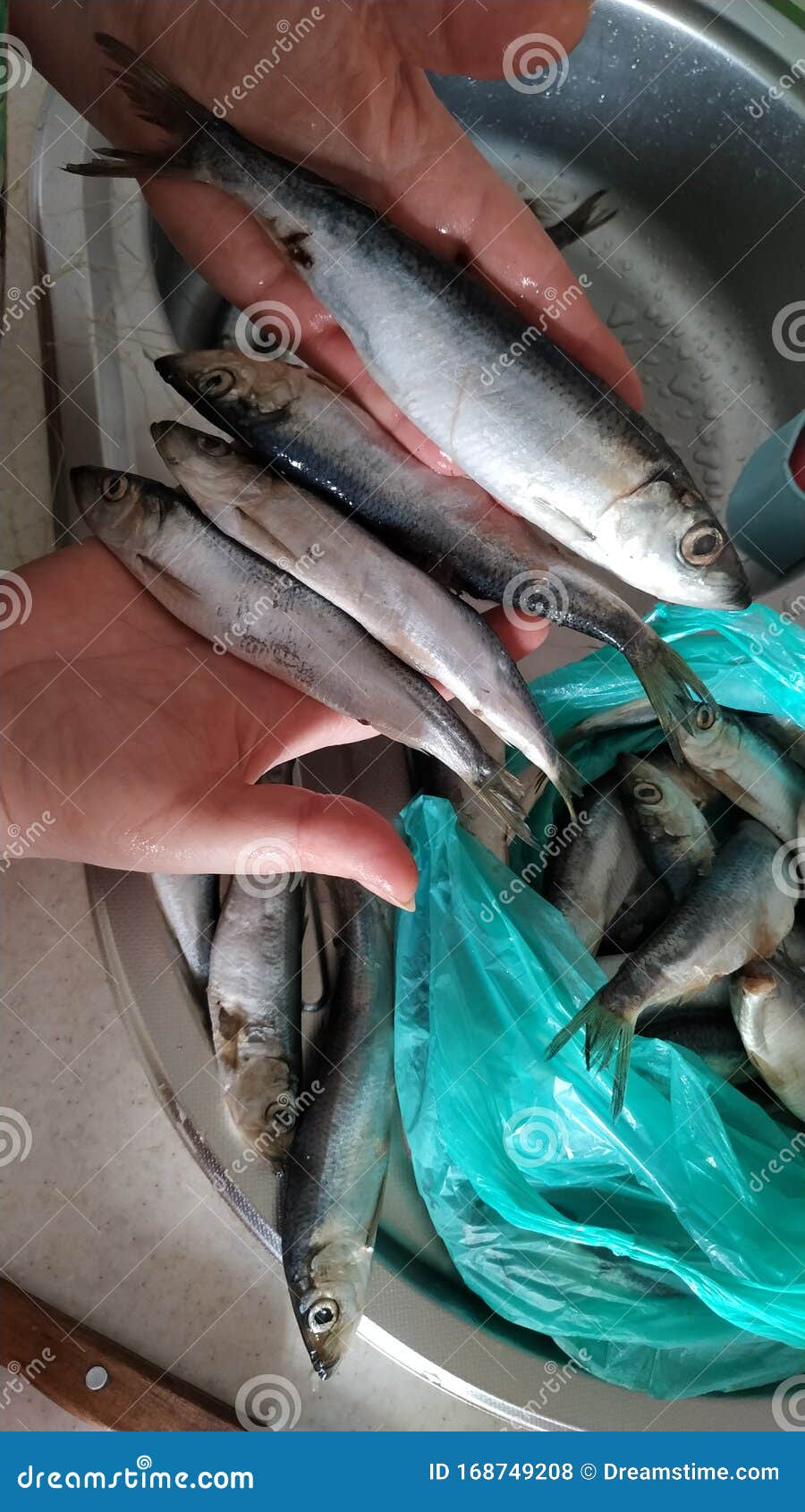 Fish and fishing haul stock photo. Image of haul, cooking - 168749208
