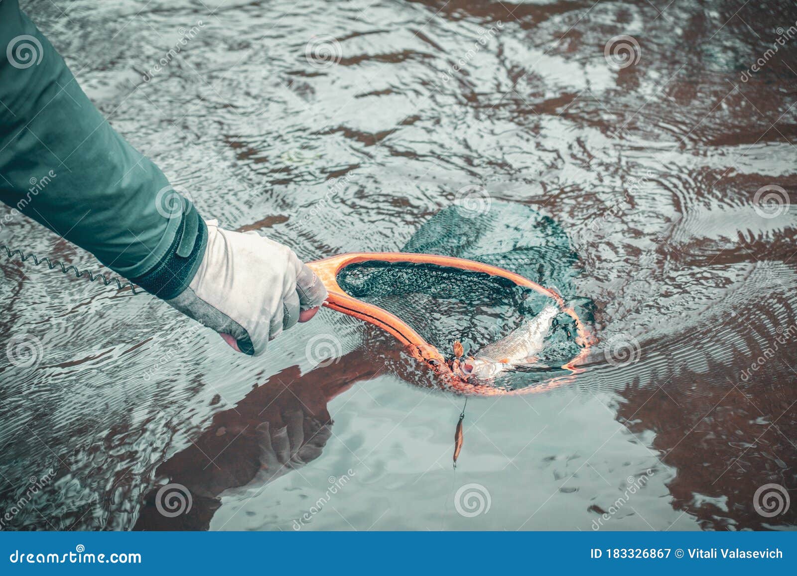 Fish in a Fishing Landing Net Stock Image - Image of trophy, river ...