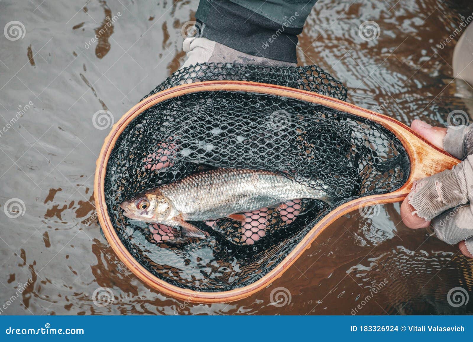 Fish in a Fishing Landing Net Stock Photo - Image of animal, leisure ...