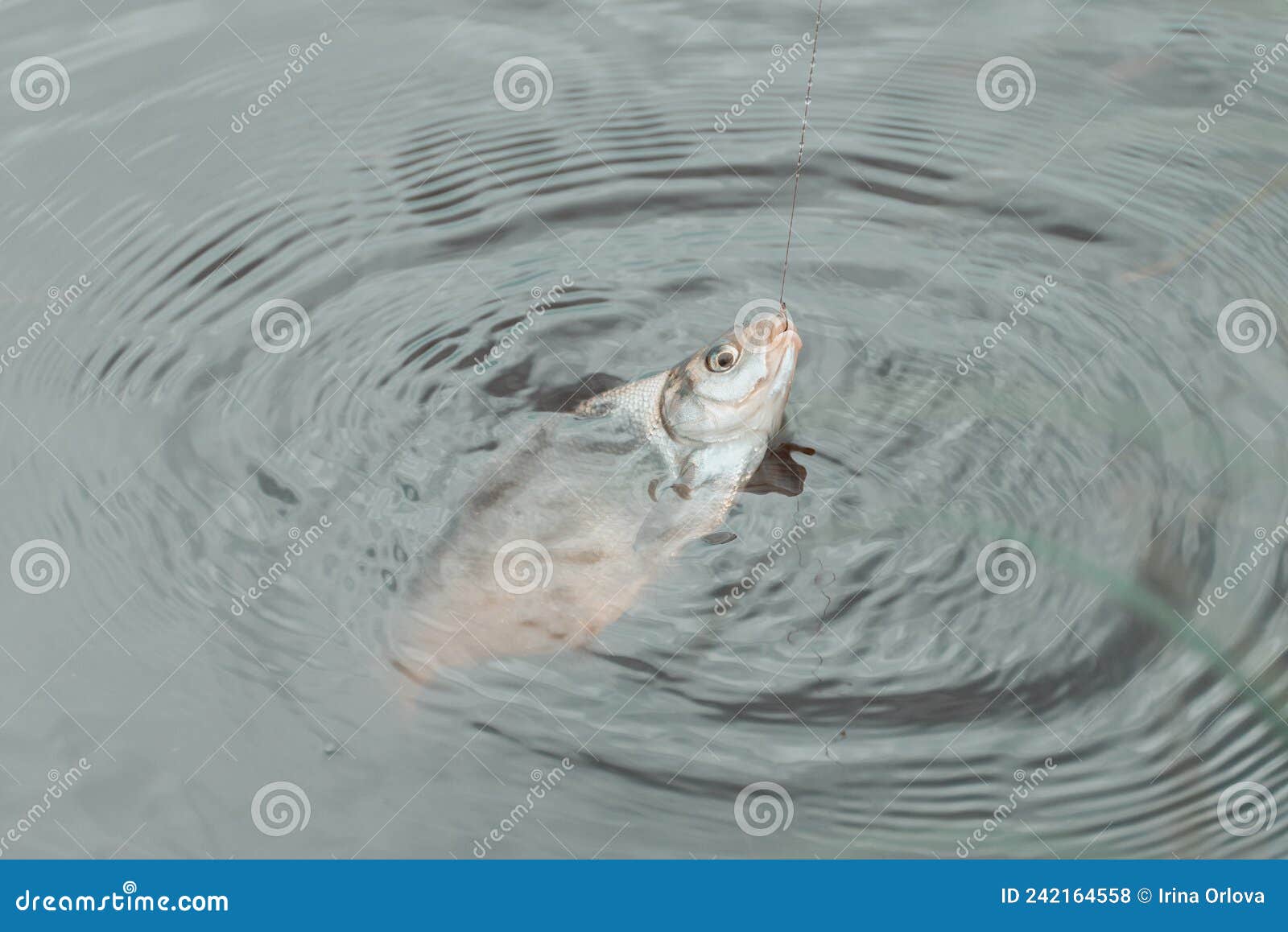 Fish with Fishing Line and Hook on Water Surface Stock Photo - Image of ...