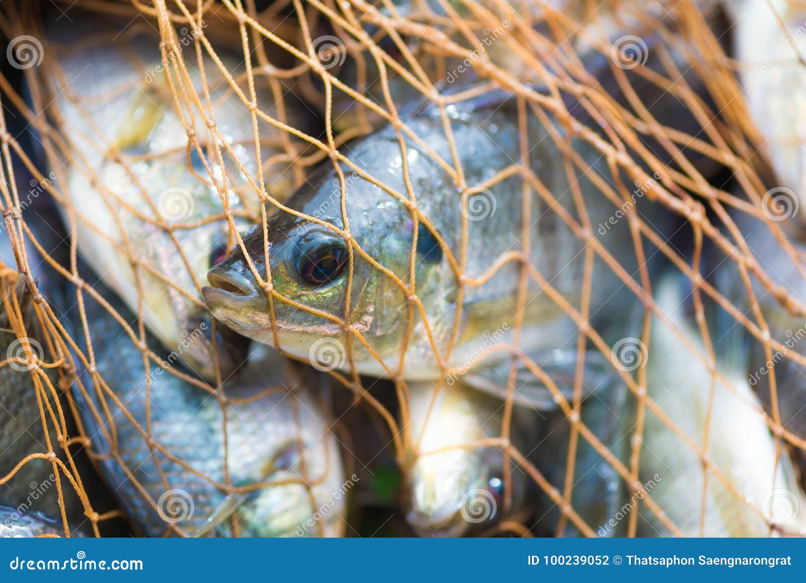 Fish in Fishing Net. Animal. Stock Photo - Image of fisherman ...