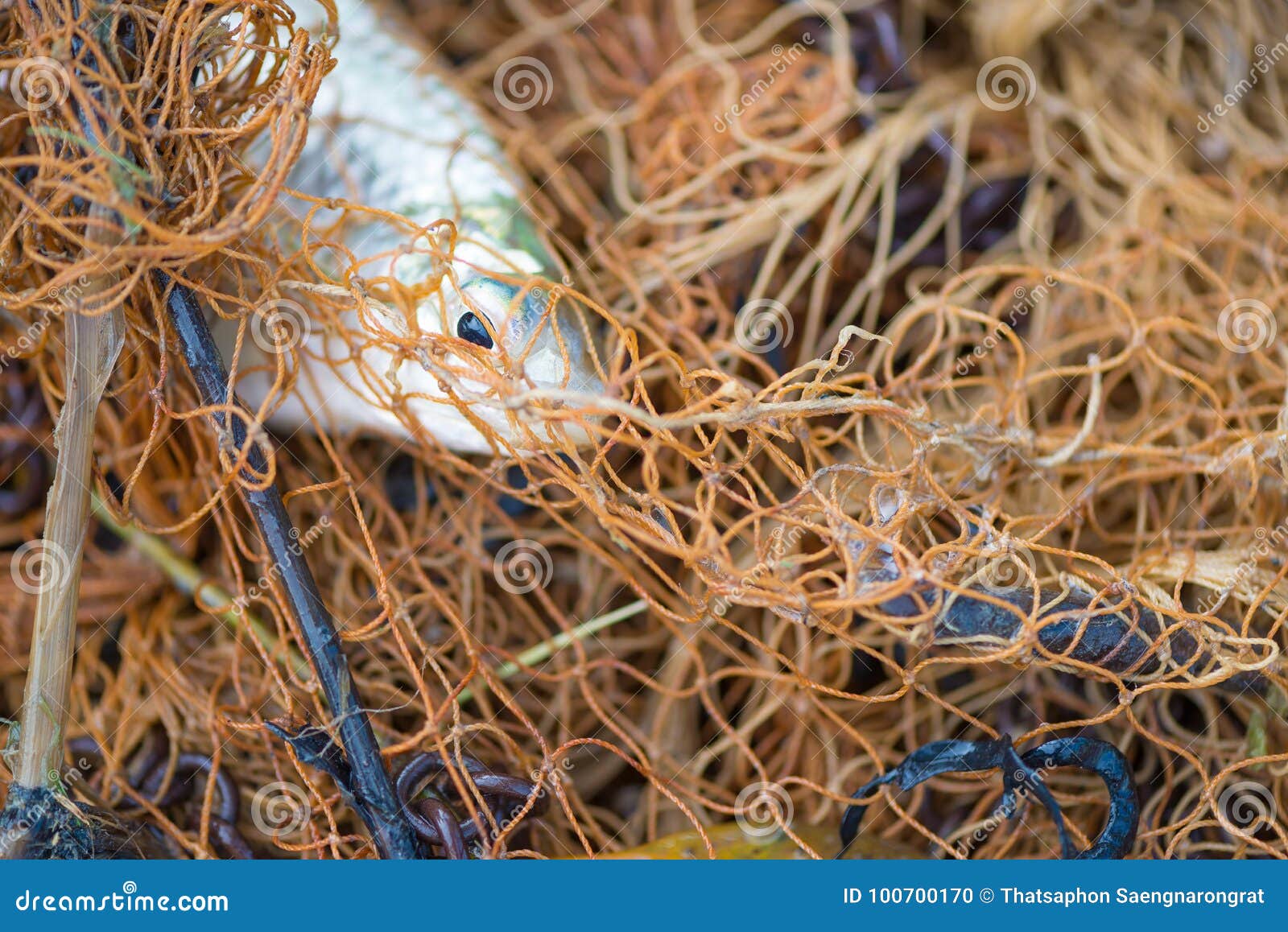 Fish in Fishing Net. Animal. Stock Photo - Image of water, fresh: 100700170