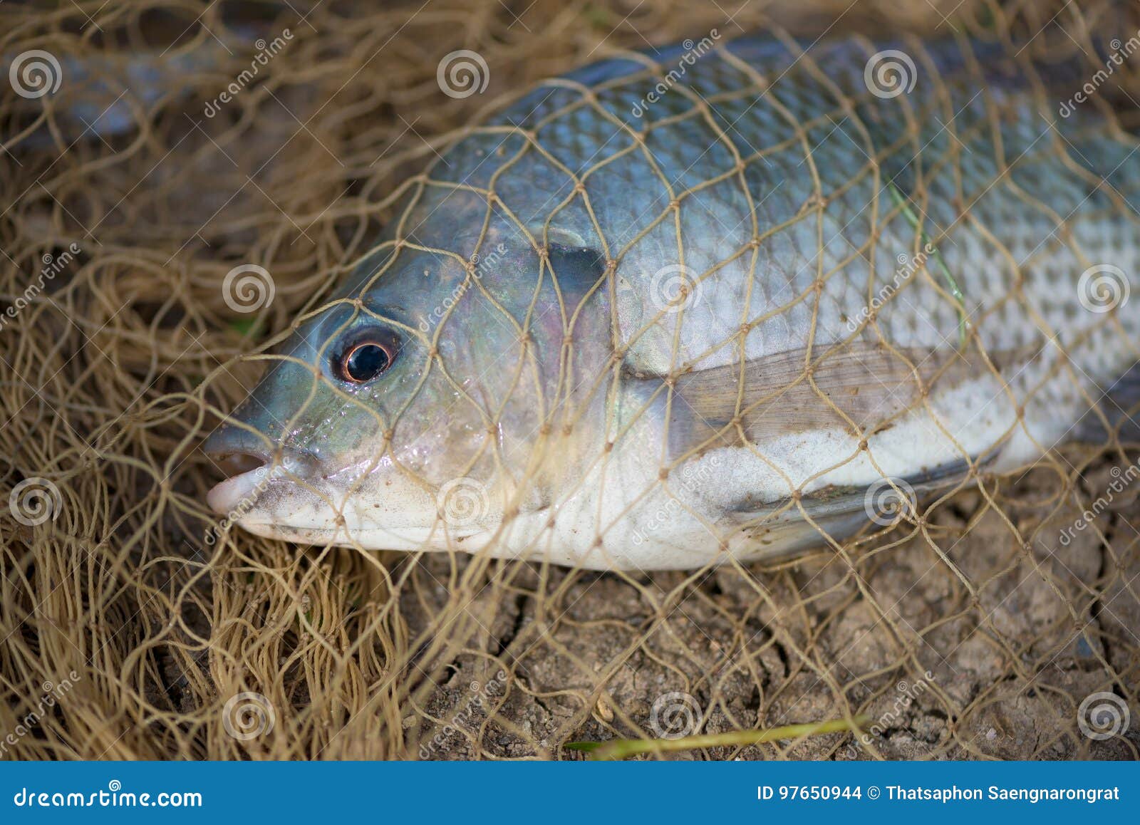 Fish in Fishing Net. Animal. Stock Photo - Image of mesh, industrial ...