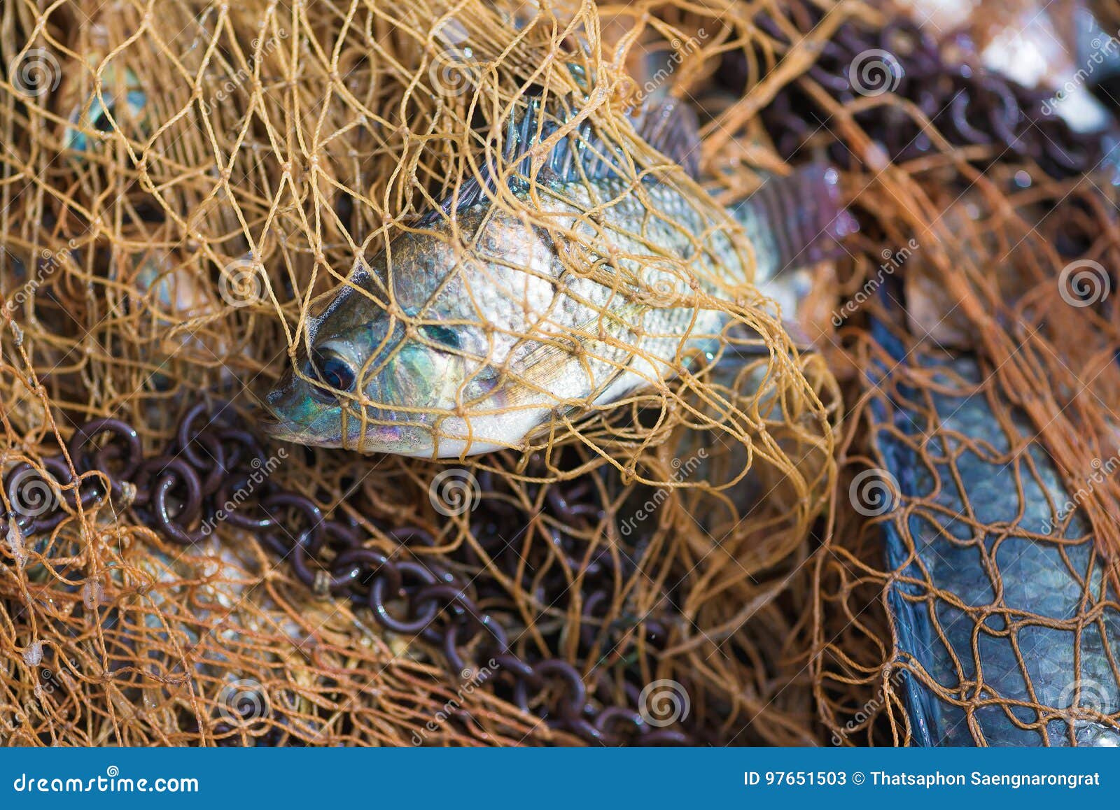 Fish in Fishing Net. Animal. Stock Image - Image of nature, industrial ...