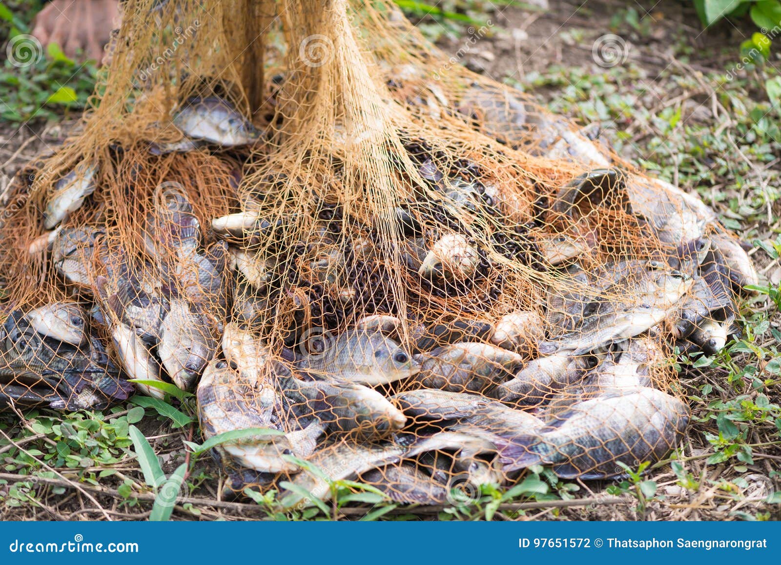 Fish in Fishing Net. Animal. Stock Photo - Image of fishing, catch ...