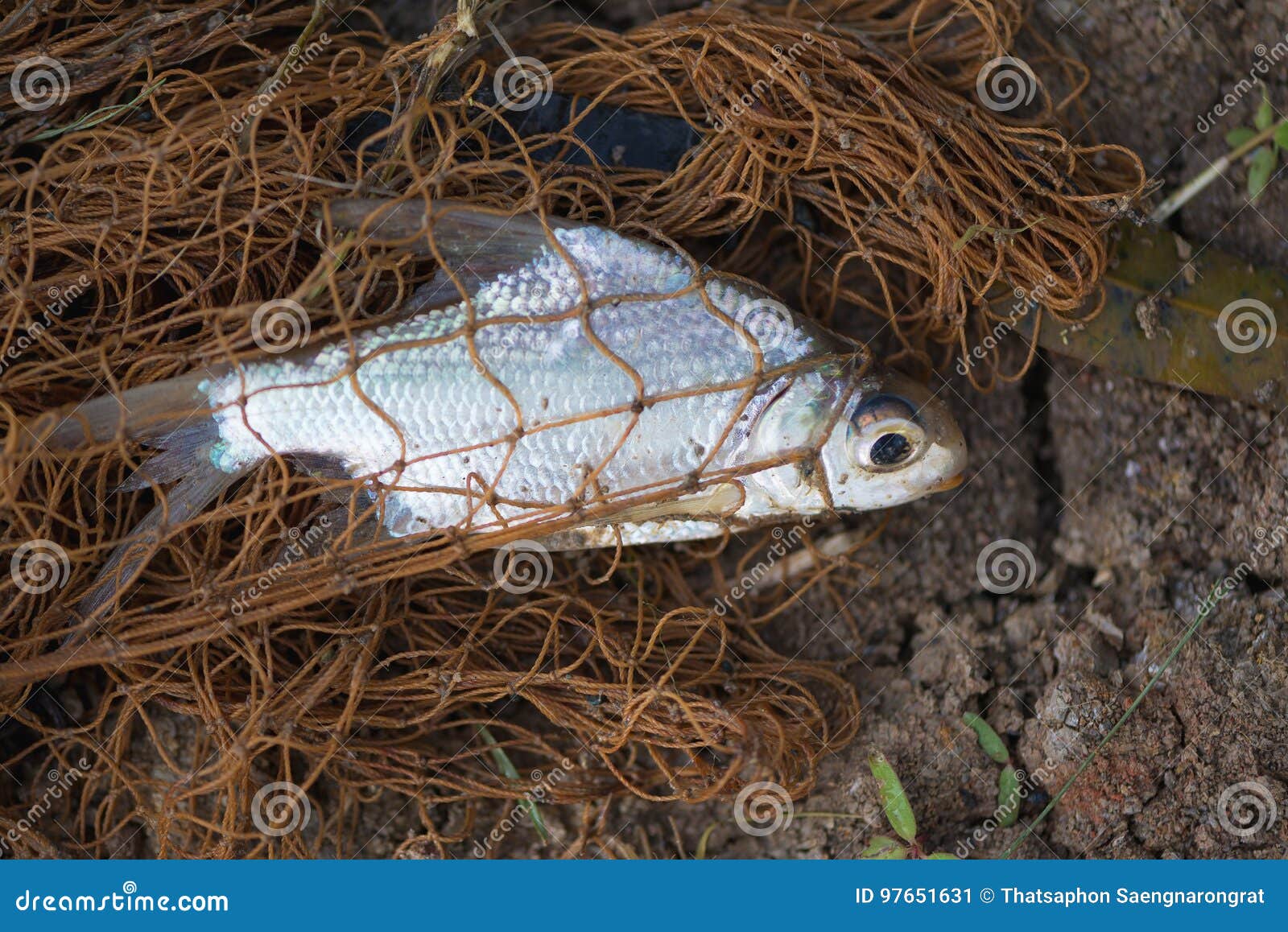Fish in Fishing Net. Animal. Stock Image - Image of river, fisherman ...