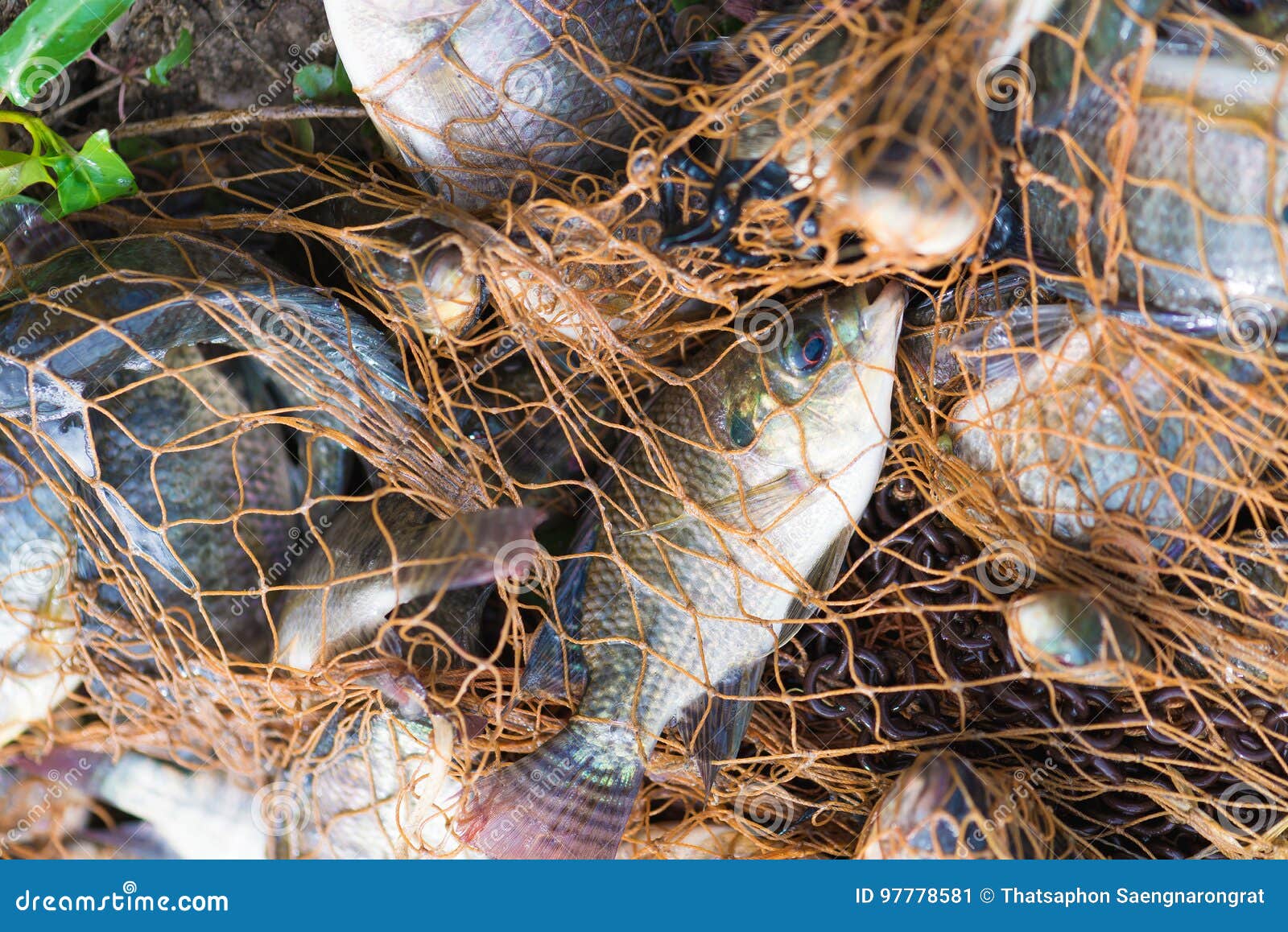 Fish in Fishing Net. Animal. Stock Image - Image of lake, fisherman ...
