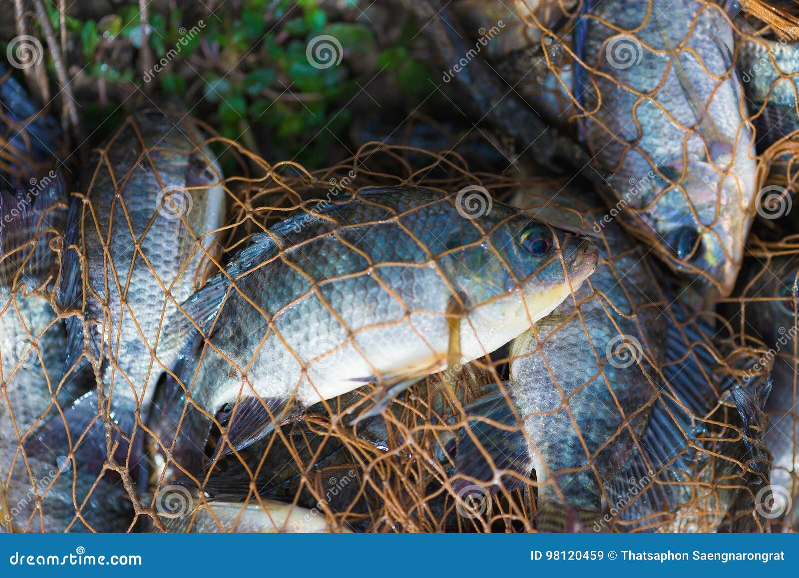Fish in Fishing Net. Animal. Stock Image - Image of fish, mesh: 98120459