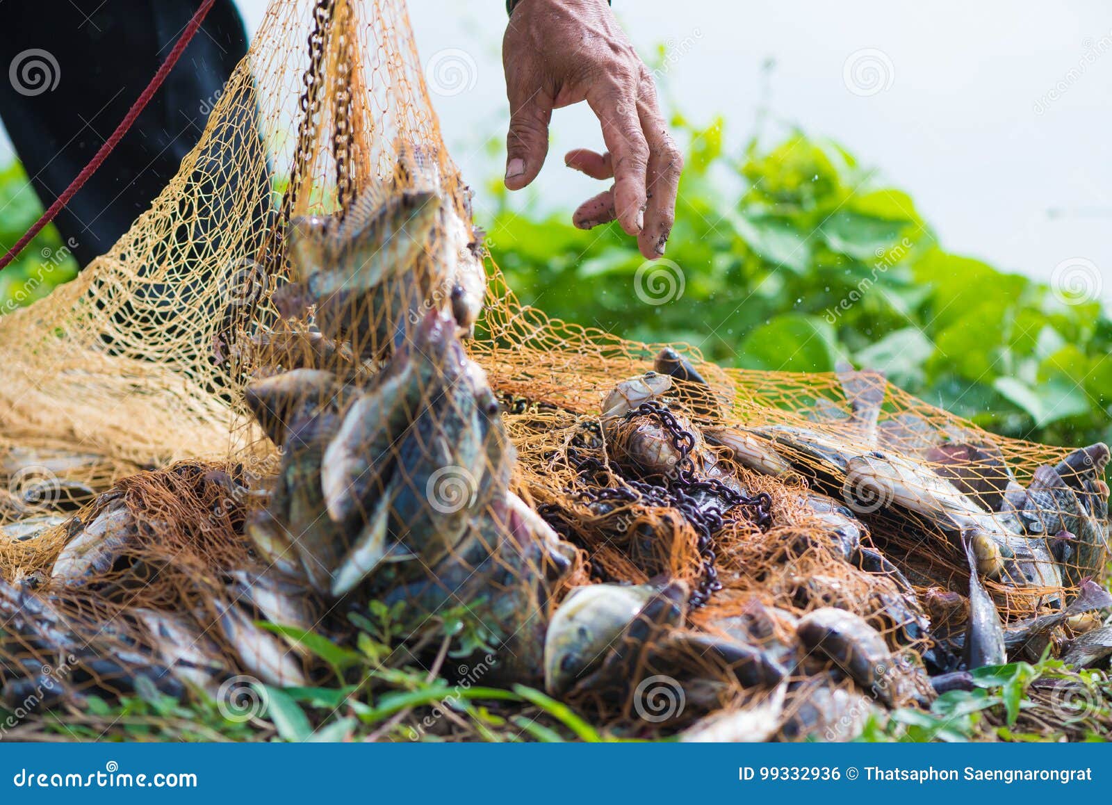 Fish in Fishing Net. Animal. Stock Photo - Image of food, industrial ...