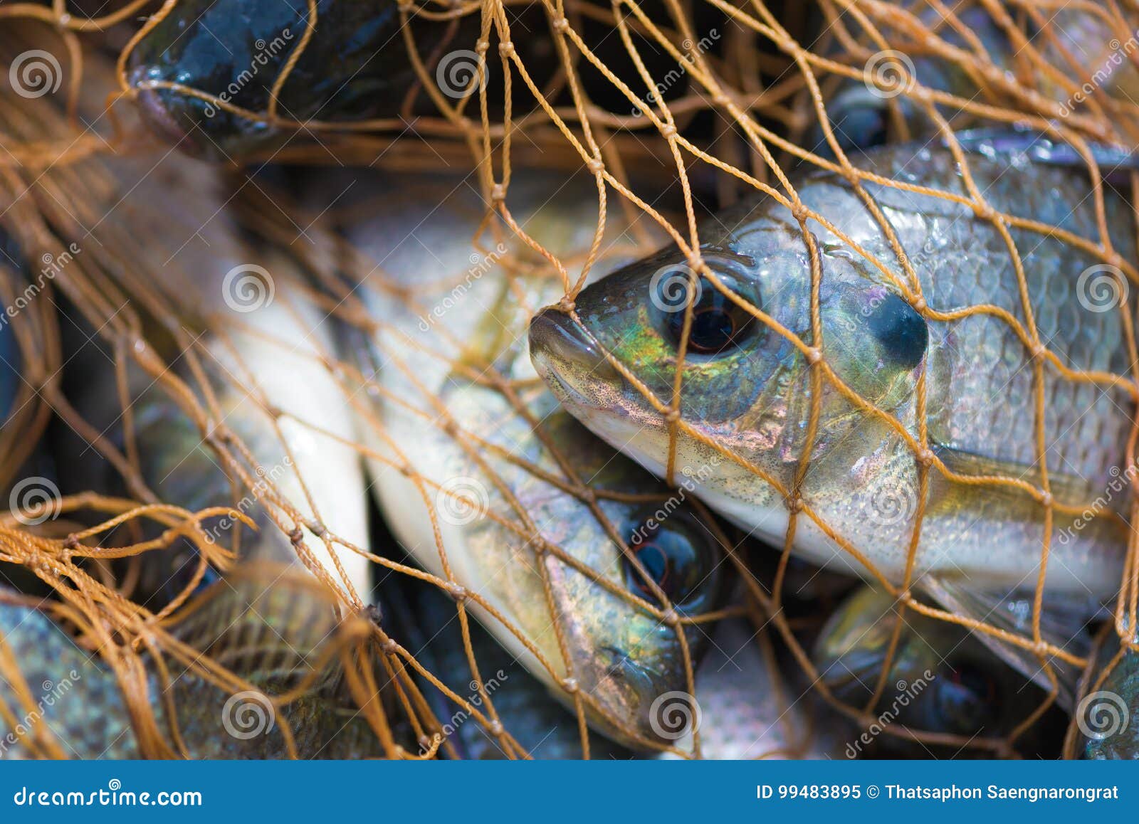 Fish in Fishing Net. Animal. Stock Image - Image of closeup, catch ...