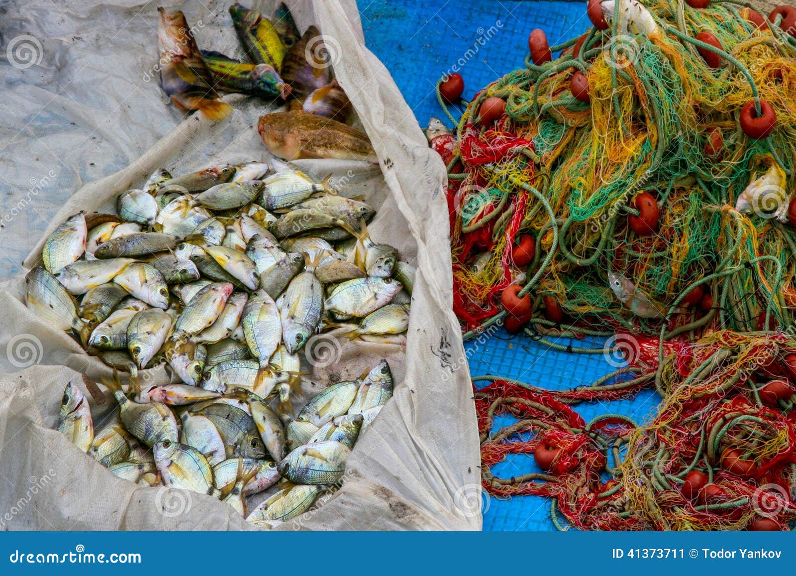 Fish and a fishing net stock image. Image of culinary - 41373711