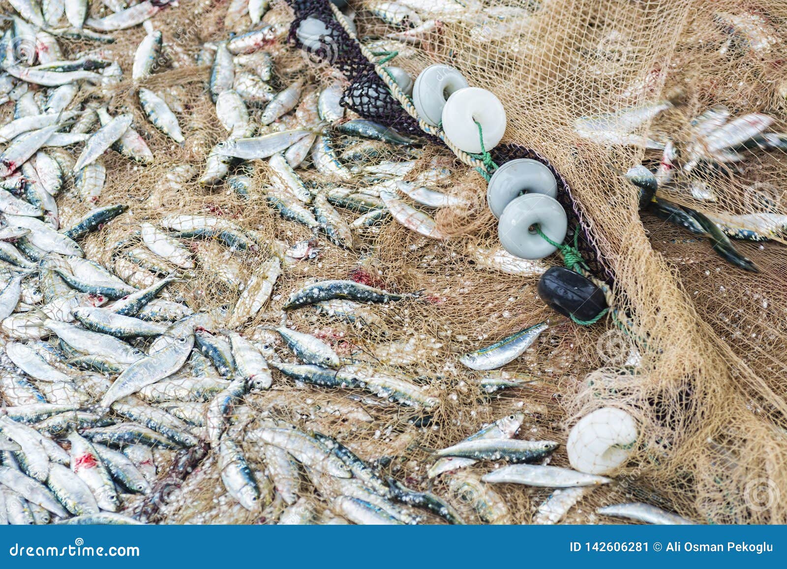 Fish in a fishing nets stock image. Image of catch, fishery - 142606281