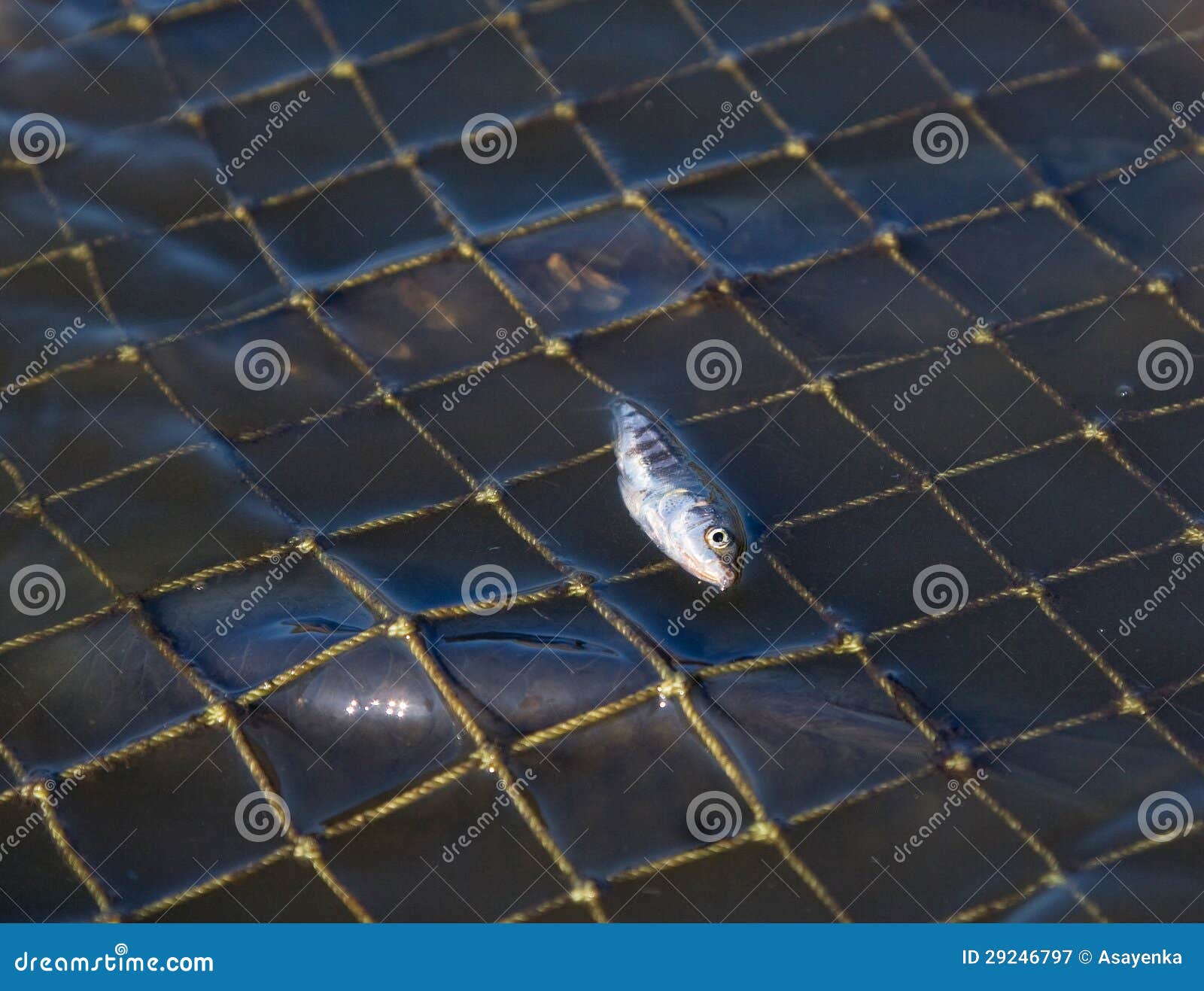 Fish in fishing nets stock image. Image of group, motion - 29246797